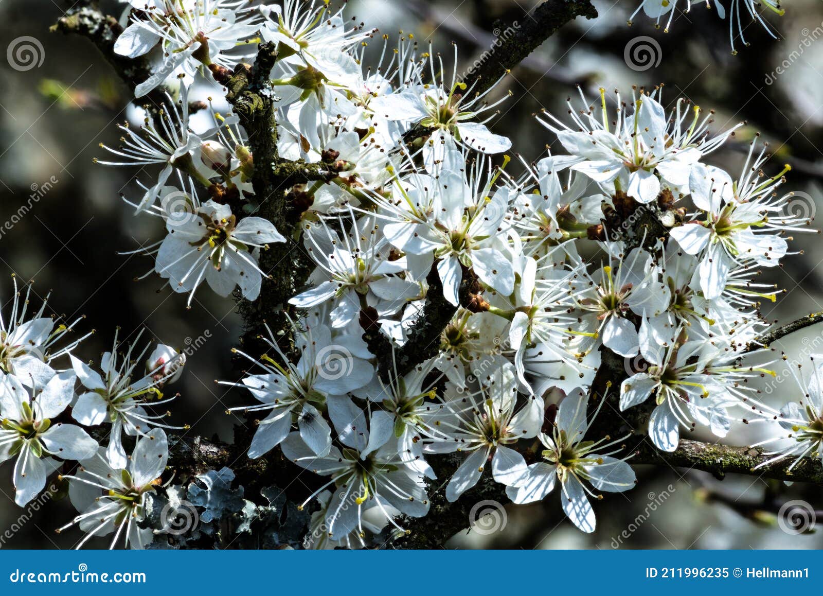 Flowers of the Blackthorn Tree Stock Image - Image of flower, germany ...