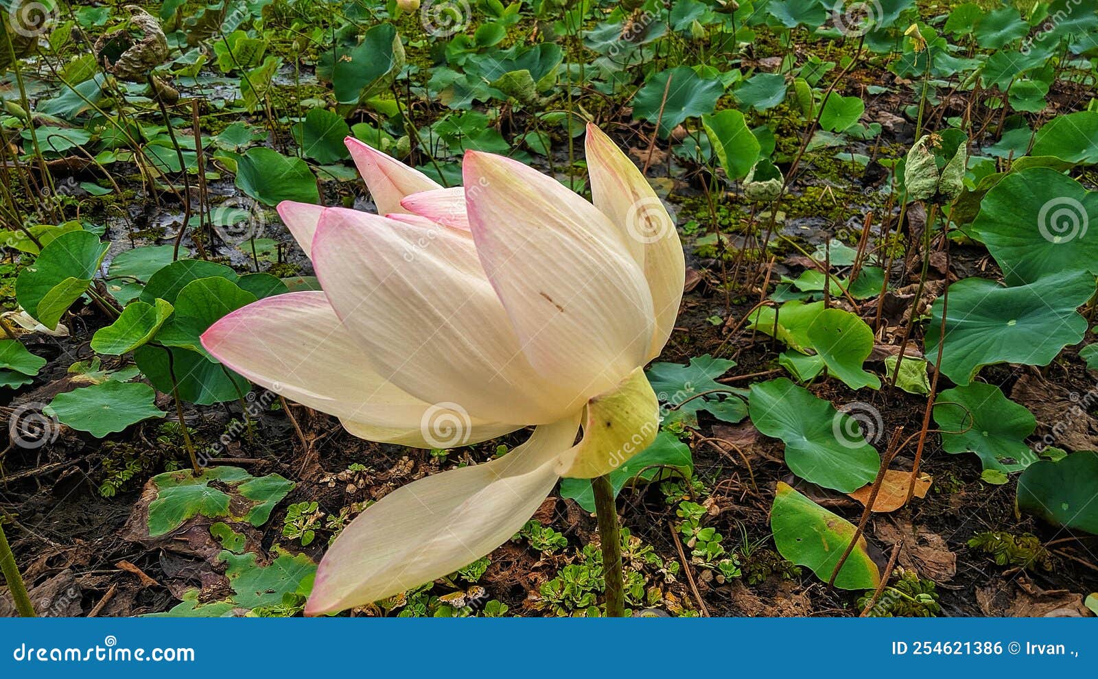 Flowers that Bloom in the Afternoon Plant Stock Photo - Image of ...
