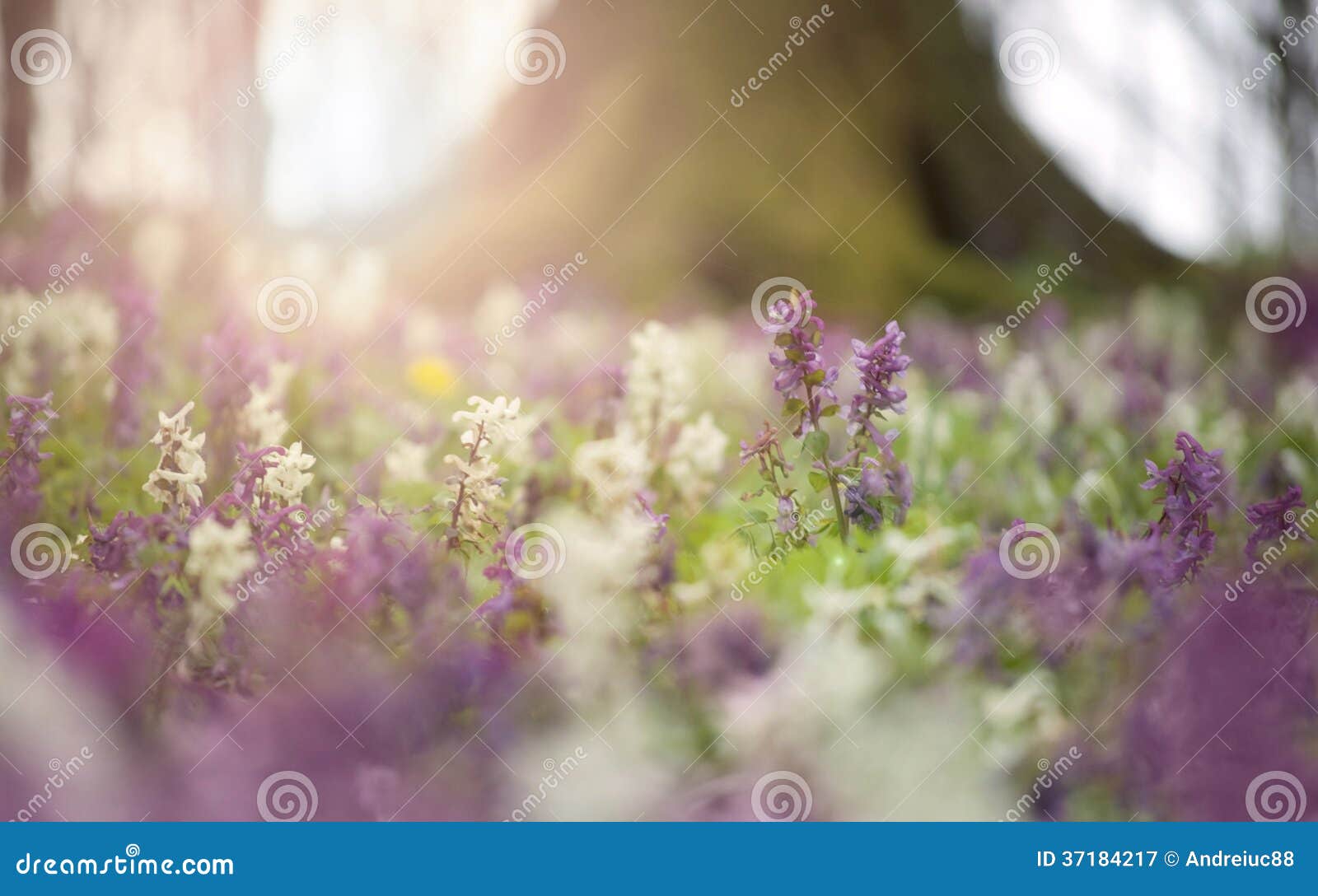 Flowers in Bloom in a Forest in Spring Stock Image - Image of light ...