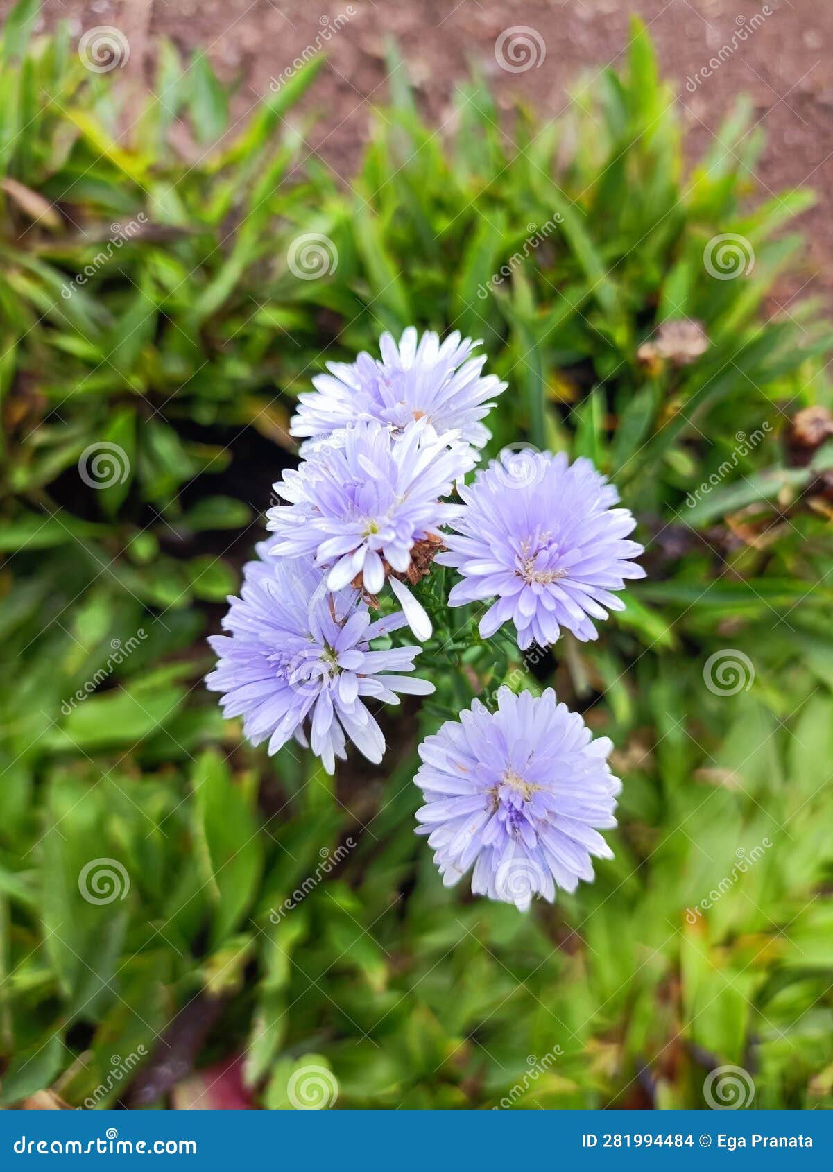 The 5 Flowers in Bloom Look Beautiful in the Daytime Stock Photo ...