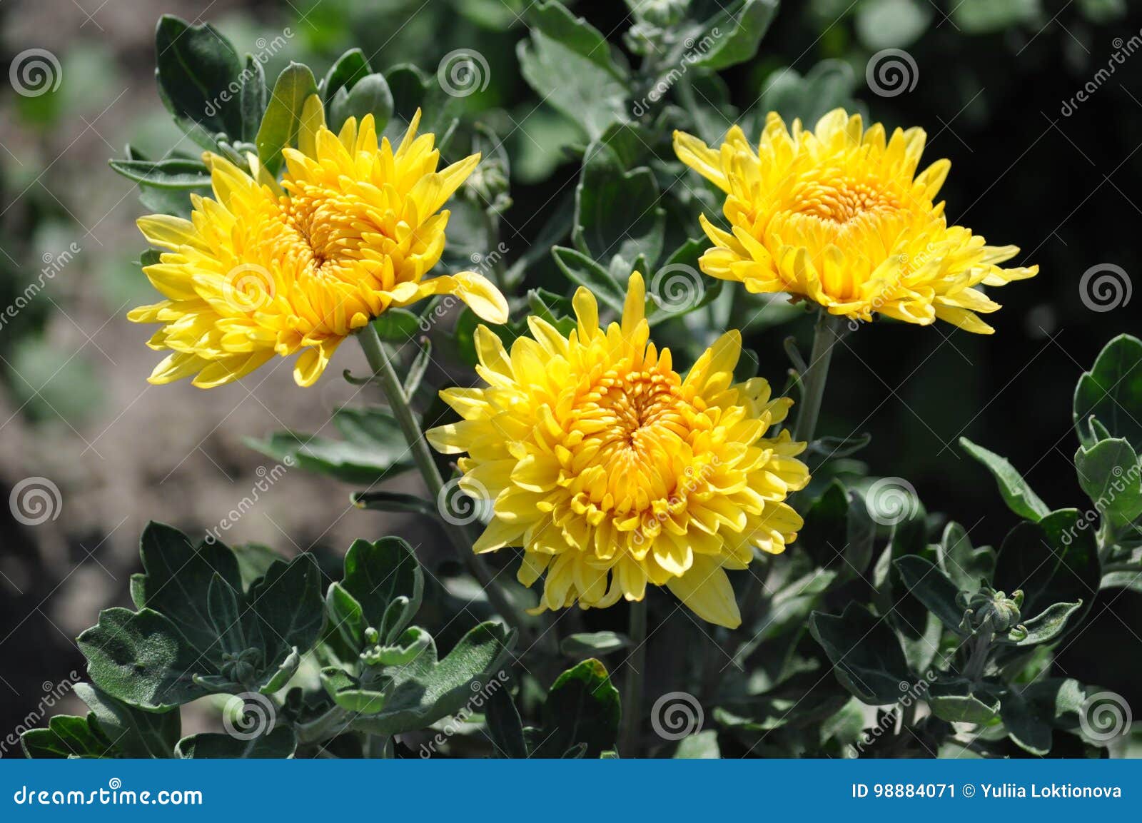 Flowers stock image. Image of odor, herb, flower, beauty - 98884071
