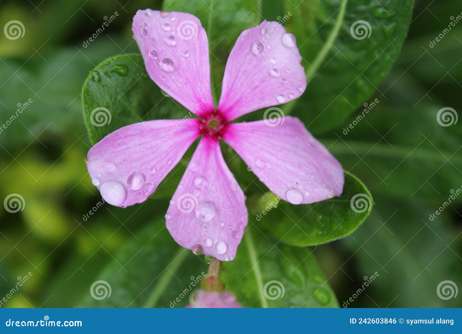 Flowers that Bloom after the Rain Stock Photo - Image of flowers, bloom ...