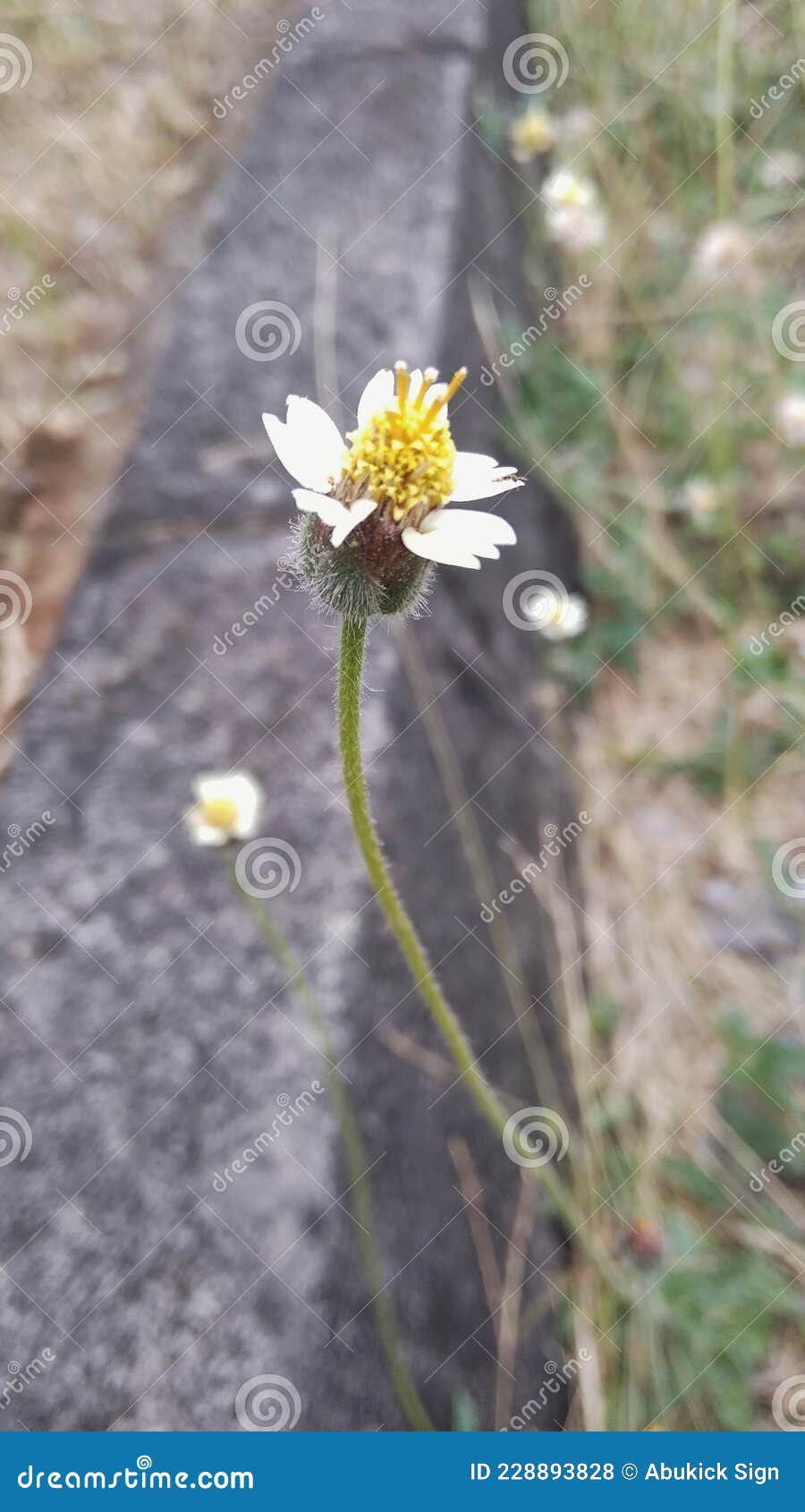Beautifull flowers on road stock photo. Image of produce - 228893828