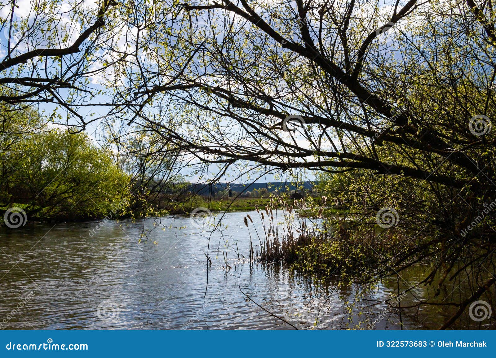 Flowers Bloom in Spring, Blue Sky and White Clouds are Reflected in the ...