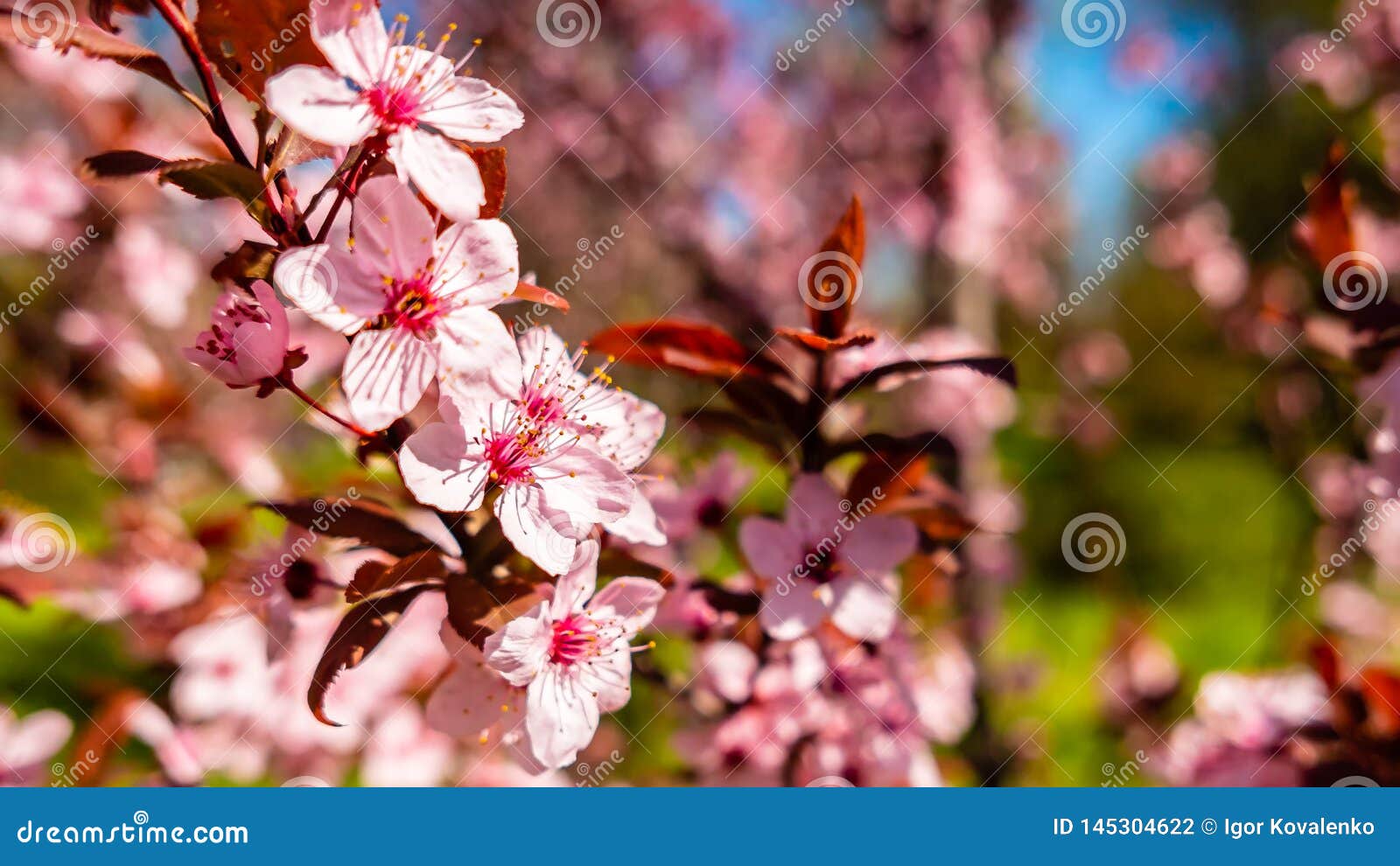 Flowers Bloom in Spring on a Fruit Tree Stock Photo - Image of park ...