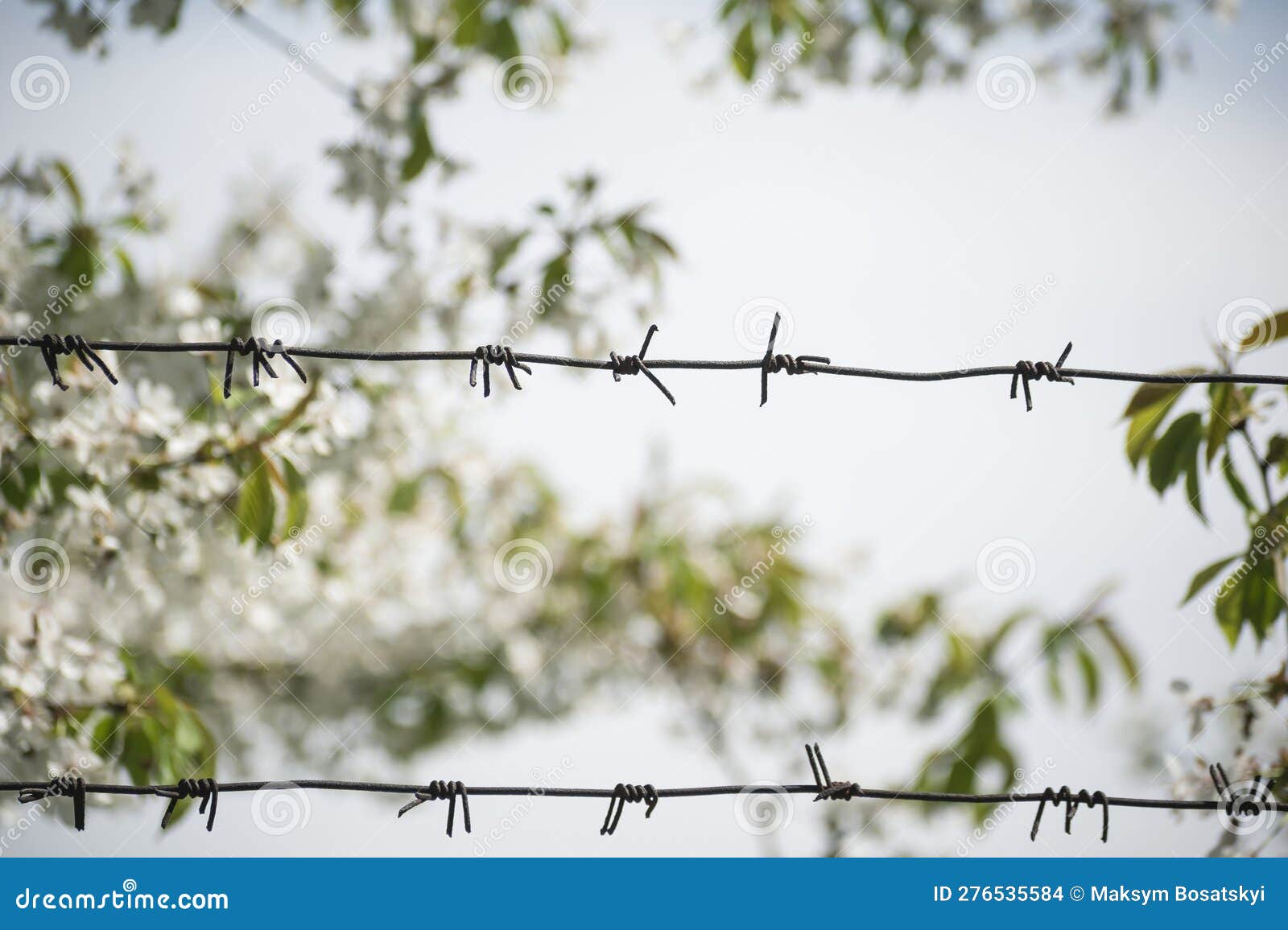 Flowers Bloom on the Trees Behind the Barbed Wire Stock Photo - Image ...