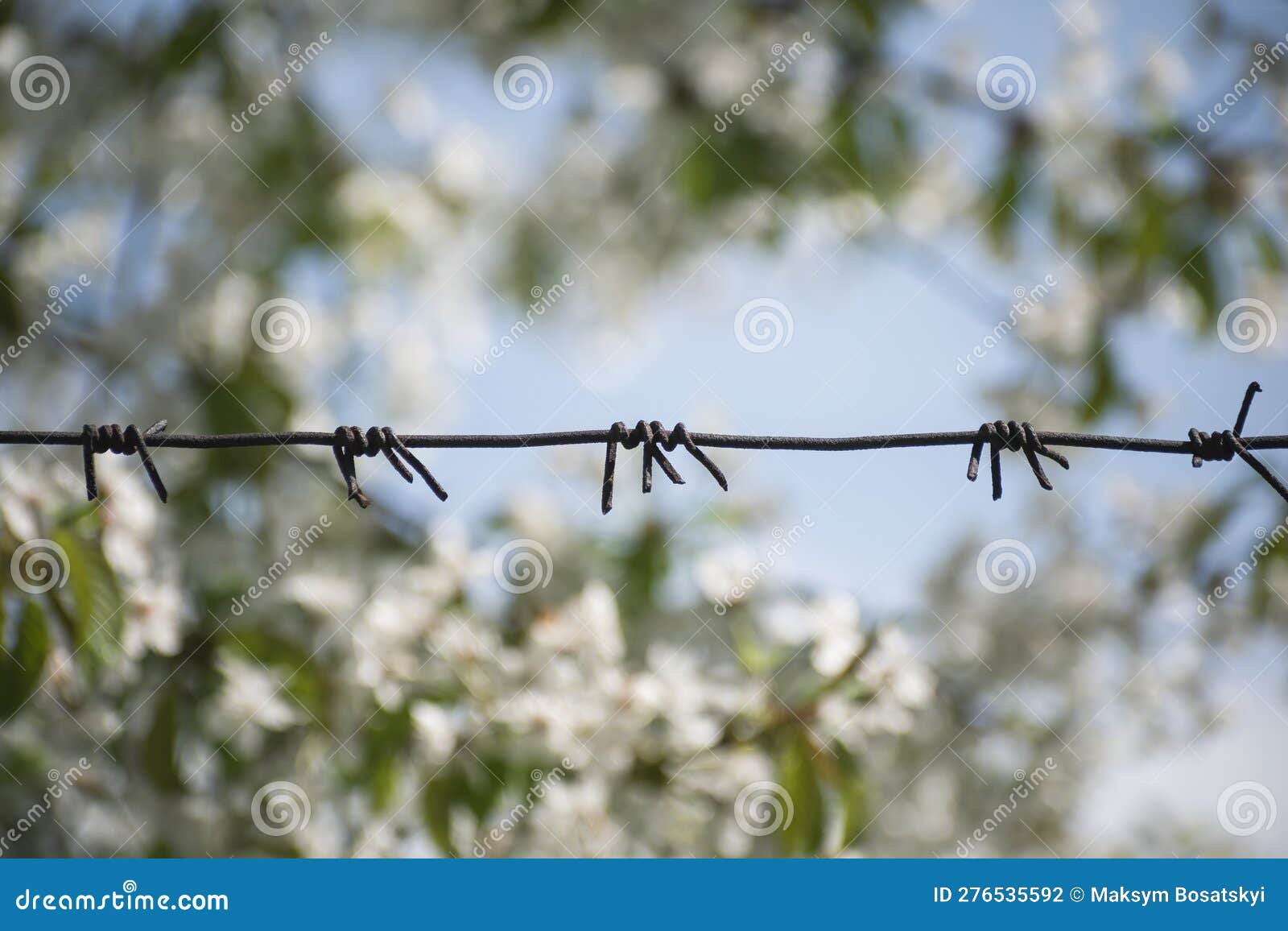 Flowers Bloom on the Trees Behind the Barbed Wire Stock Photo - Image ...