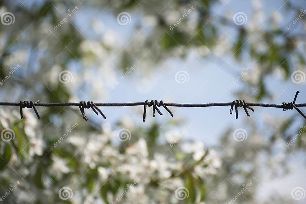 Flowers Bloom on the Trees Behind the Barbed Wire Stock Photo - Image ...
