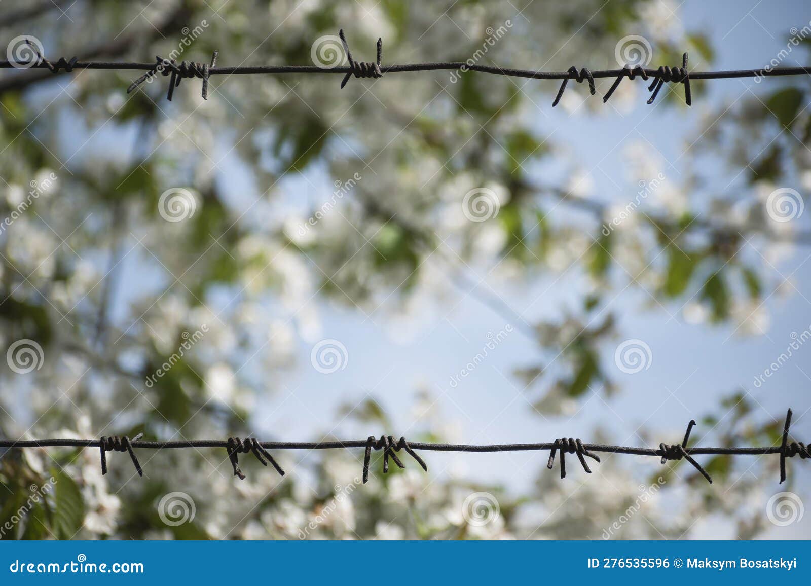 Flowers Bloom on the Trees Behind the Barbed Wire Stock Photo - Image ...