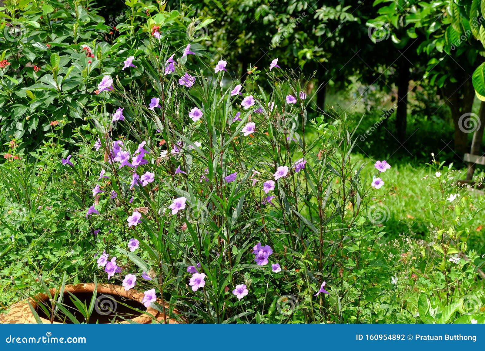 Flowers Blooming in the Front Yard. Stock Photo - Image of botanic ... Flowers Blooming in the Front Yard. Stock Photo - Image of botanic ...