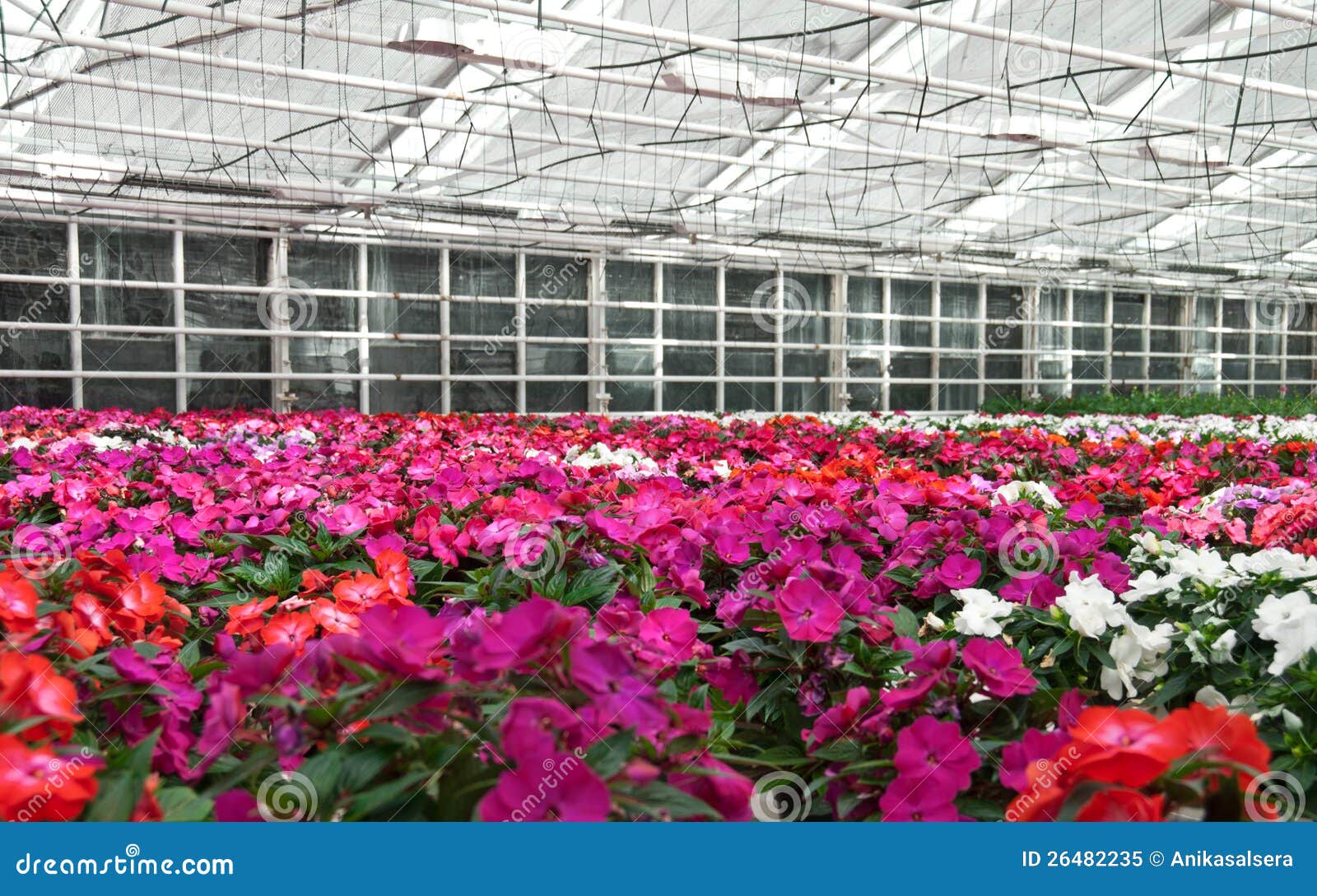 Flowers Blooming in a Greenhouse Stock Image - Image of colorful, green ...