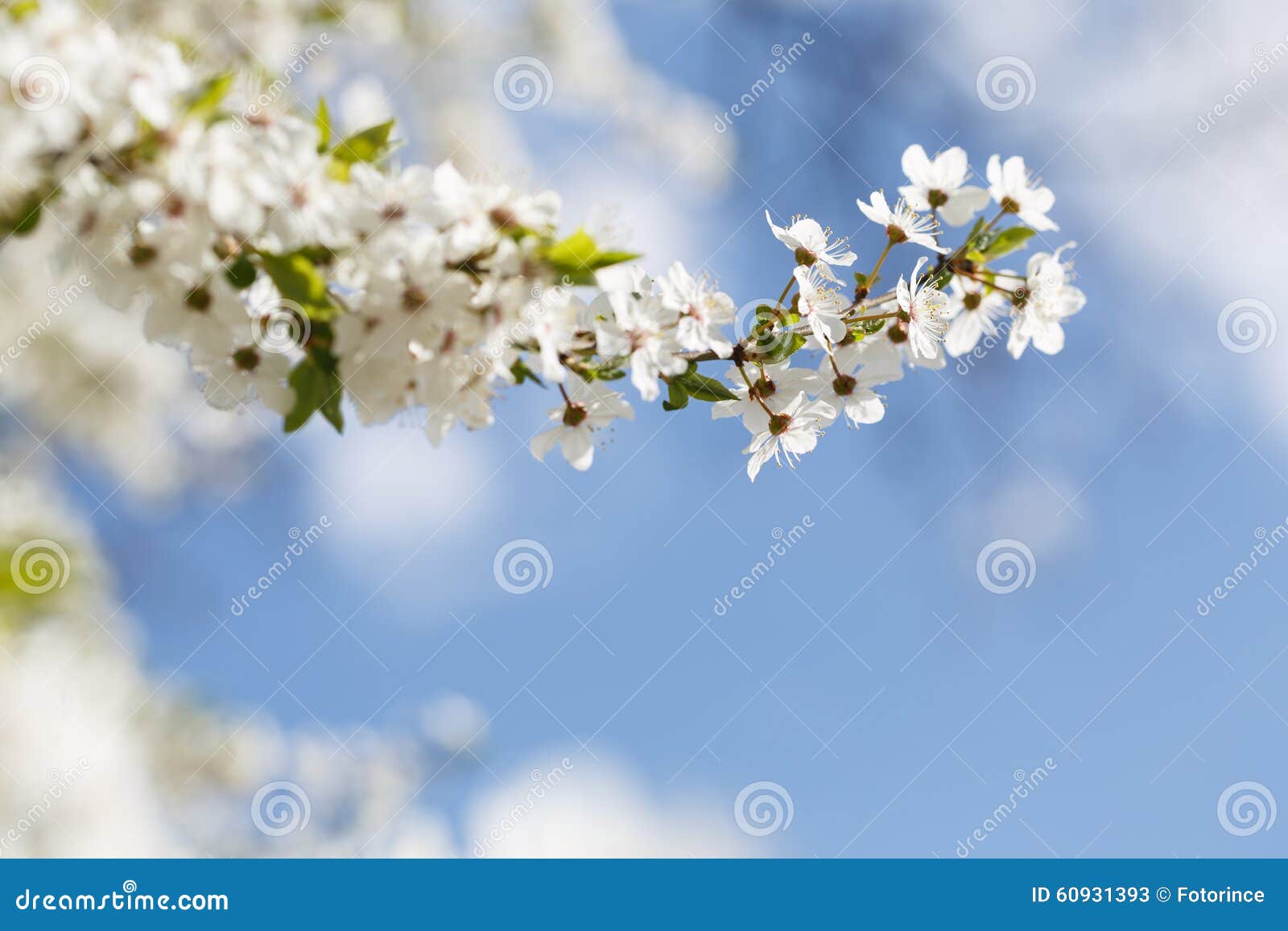 Flowers Blooming Mirabelle. Floral Background Stock Image - Image of ...