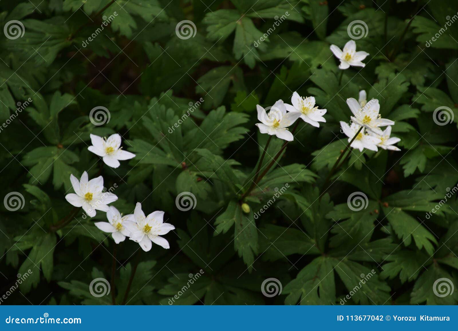 Soft windflower stock photo. Image of white, blooming - 113677042