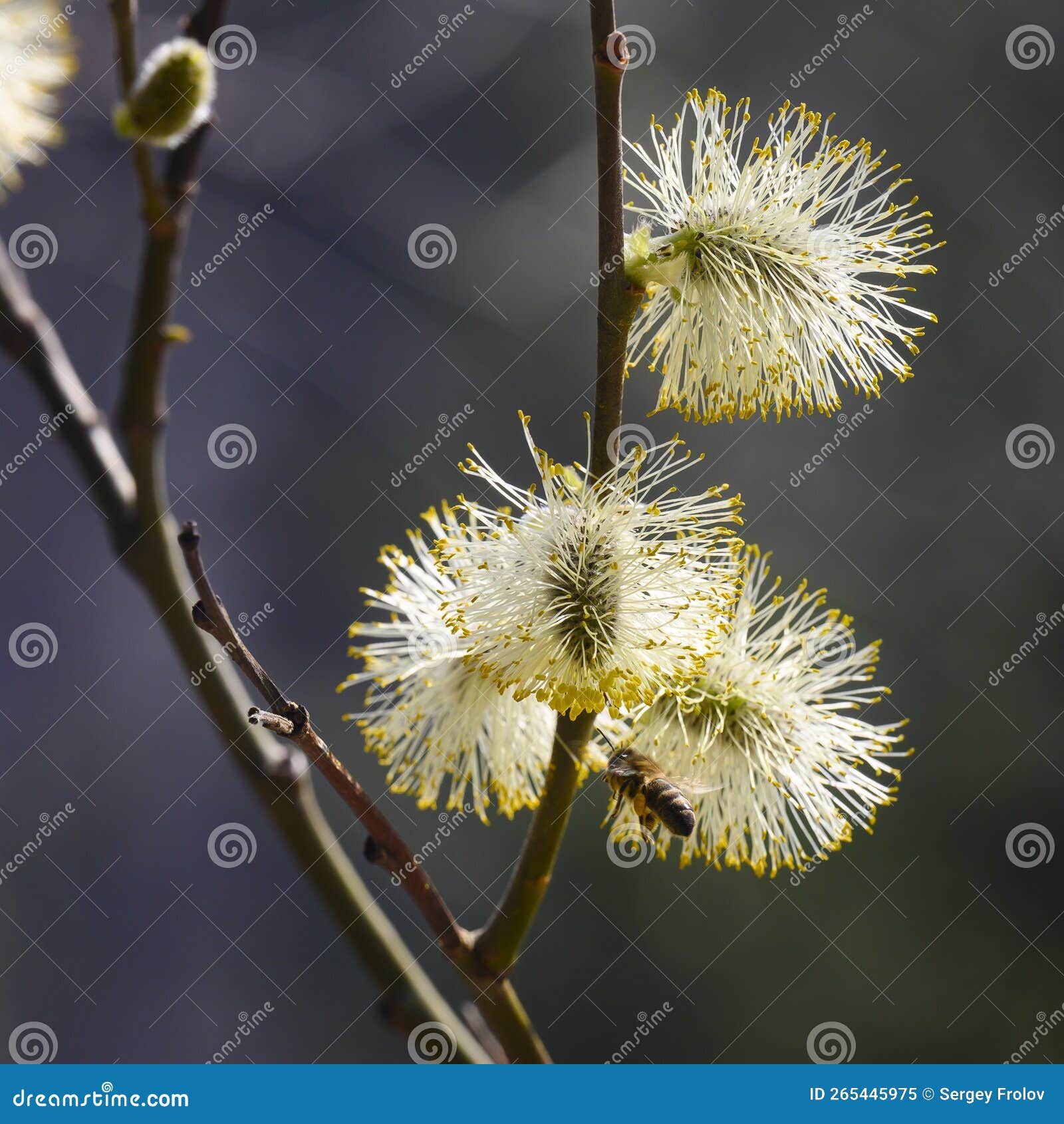 Flowers of the Blooming Spring Willow Stock Image - Image of spring ...