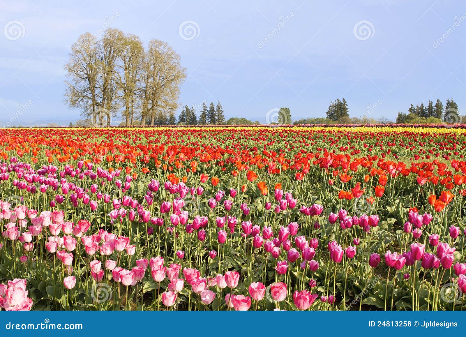 Flowers Blooming in Tulip Field in Springtime Stock Photo - Image of ...