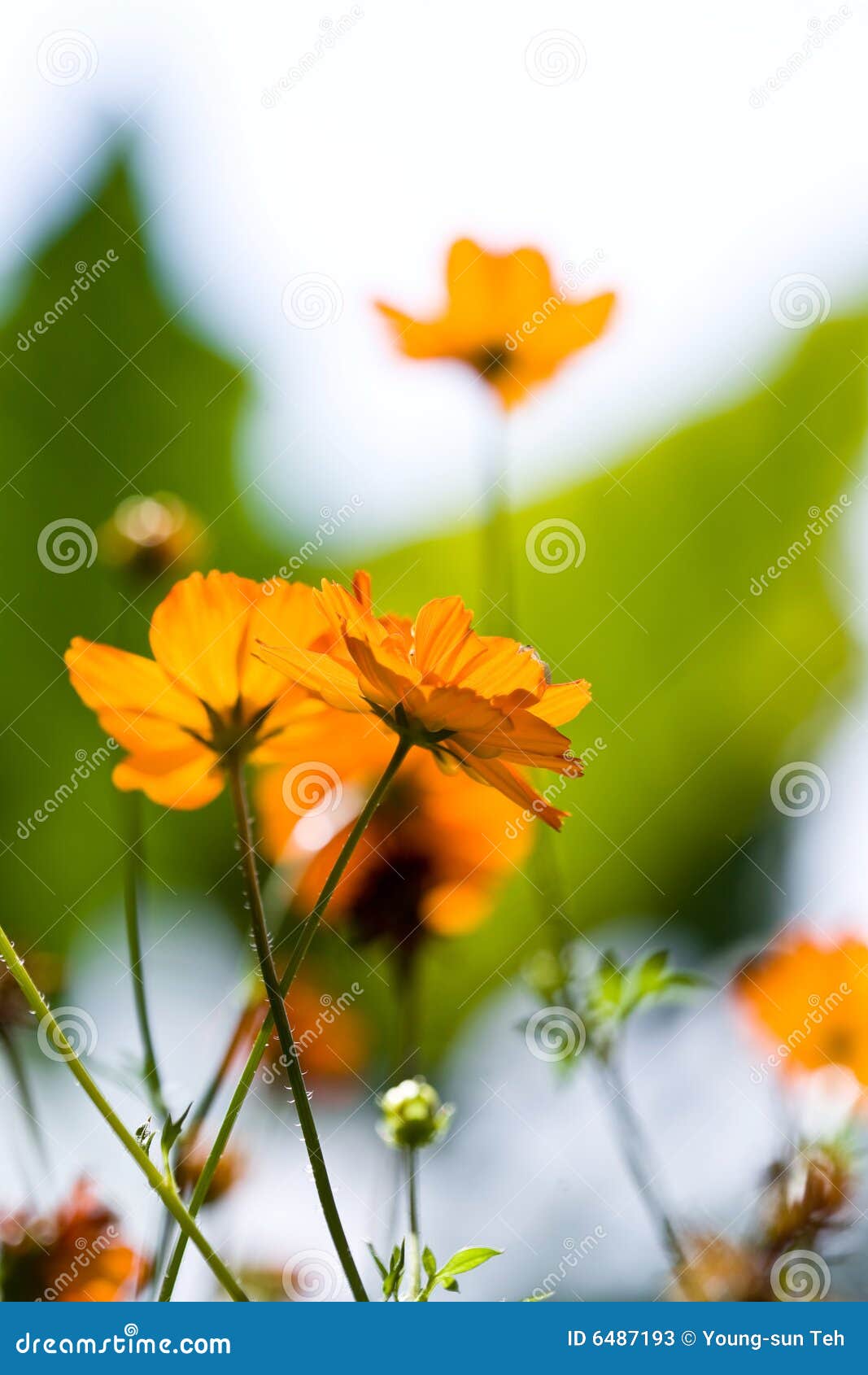 Flowers Blooming Under the Sunlight Stock Image - Image of color ...