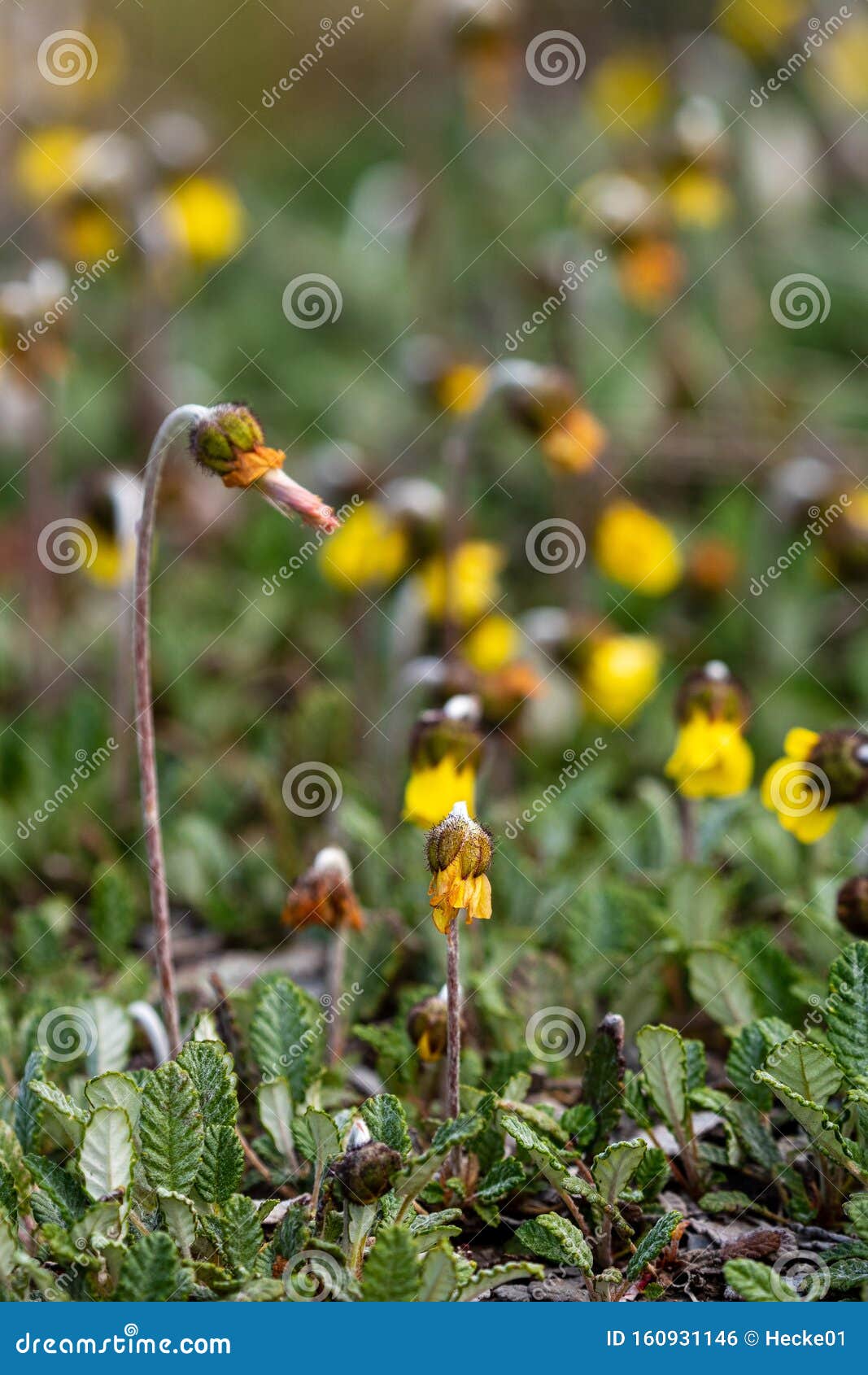 Flowers and Blossom of the Banff National Park Canada Stock Photo ...
