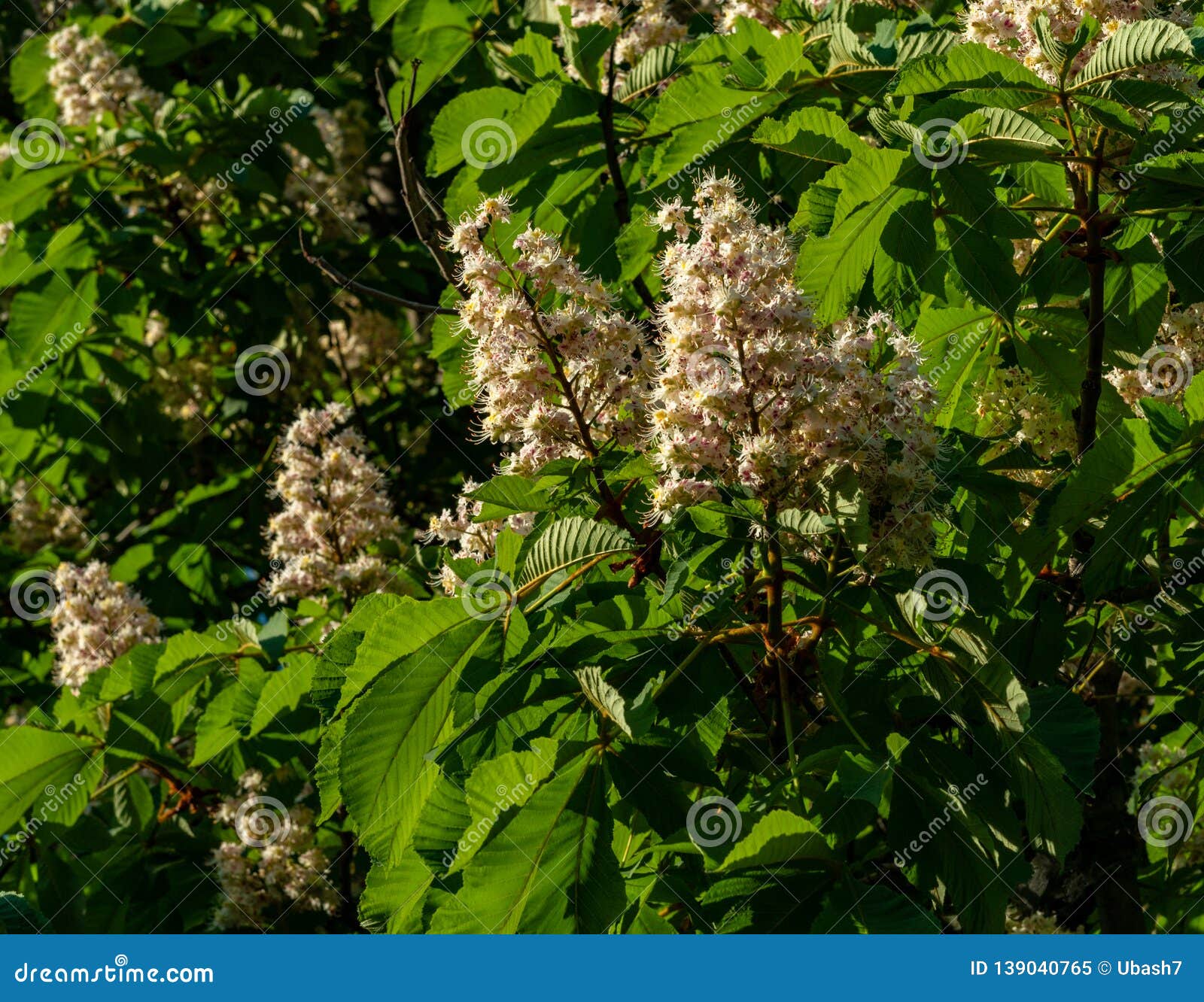 Flowers Blossom among Leaves of Chestnut Tree Stock Image - Image of ...
