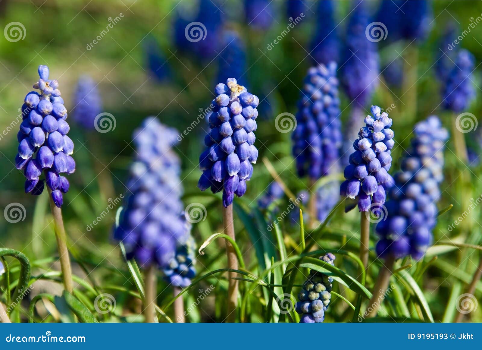 Flowers with blue blooms stock image. Image of blur, floral - 9195193