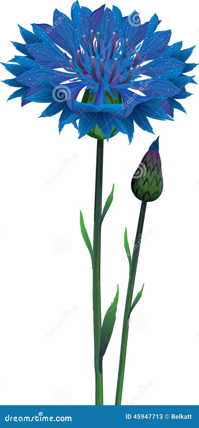 Cornflower Centaurea Cyanus, Medicinal Cartoon Vector | CartoonDealer ...
