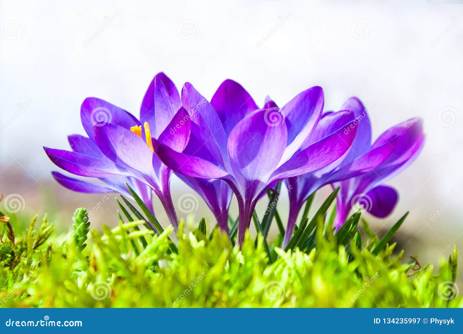 Flowers of Blue Crocuses on a Sunny Spring Day Stock Image - Image of ...