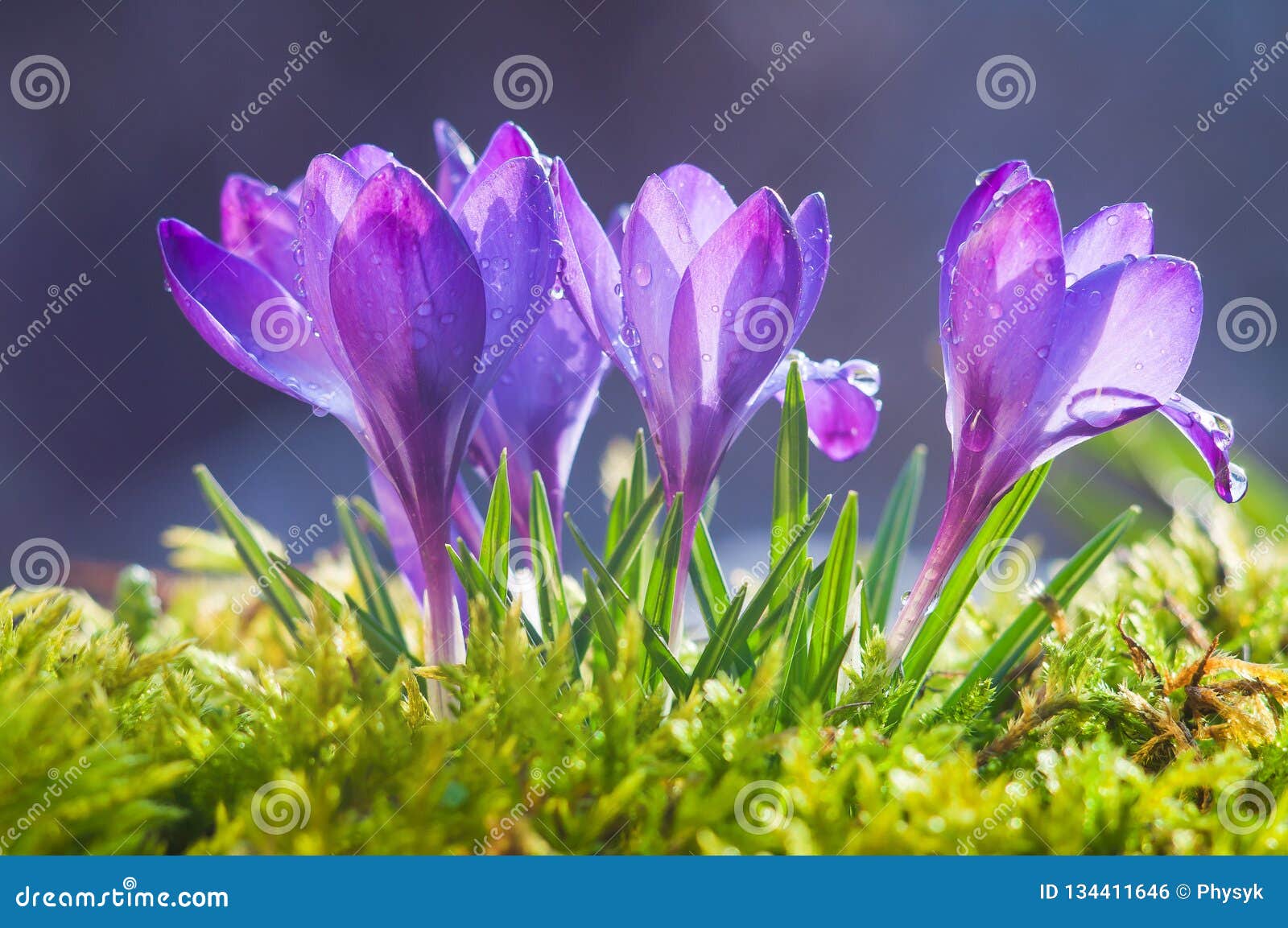 Flowers of Blue Crocuses on a Sunny Spring Day Stock Photo - Image of ...
