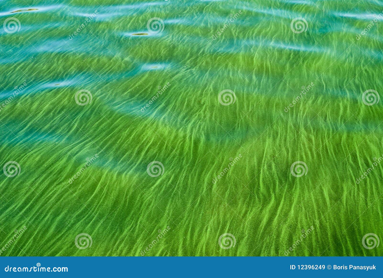 Algae Blooms Water Green Surface On The Water Pollution Water Nature ...