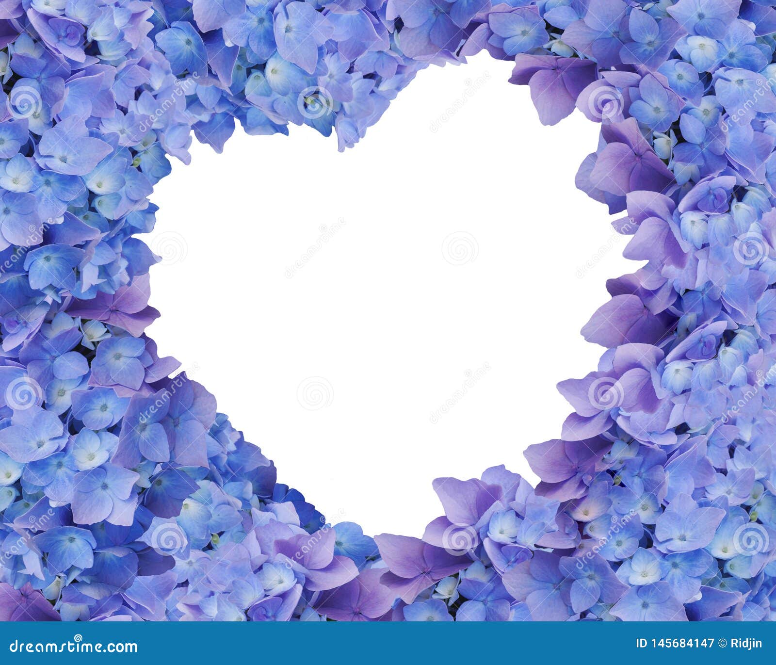 Frame of Blue Hydrangeas in the Shape of a Heart. Stock Image - Image ...