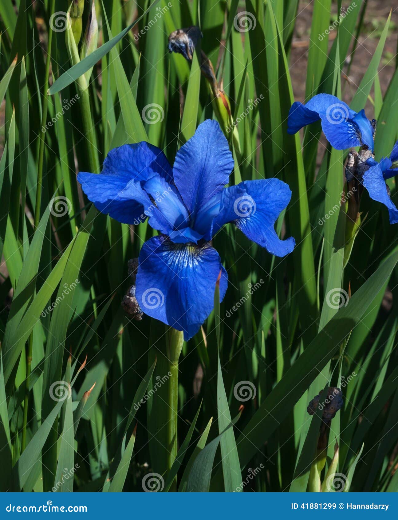 Flowers blue iris stock image. Image of colorful, iris - 41881299