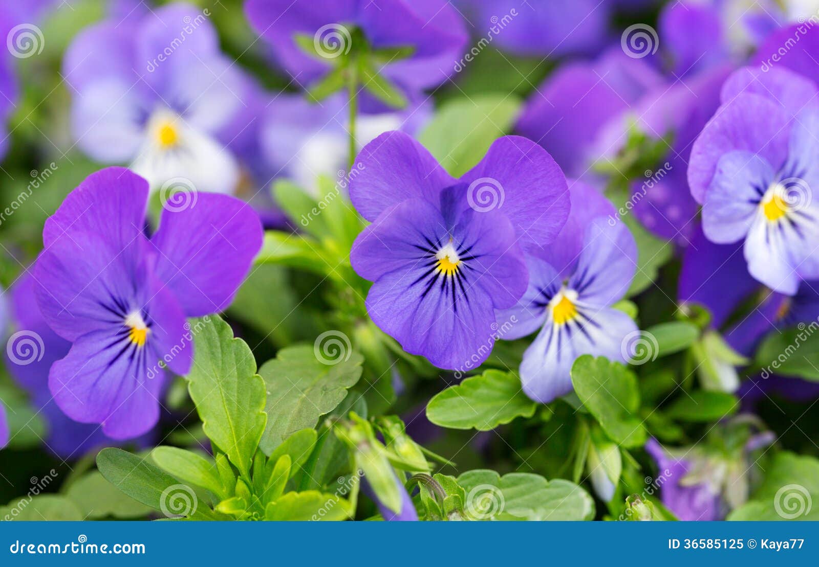 Flowers blue pansy stock image. Image of copy, summer - 36585125