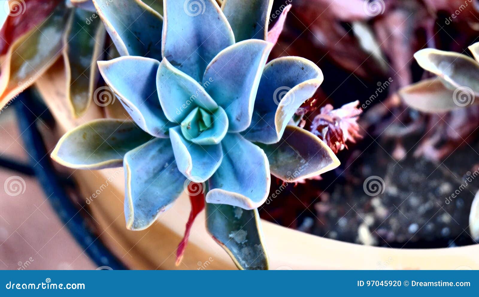 Flowers stock photo. Image of cactus, planta, blue, garden - 97045920