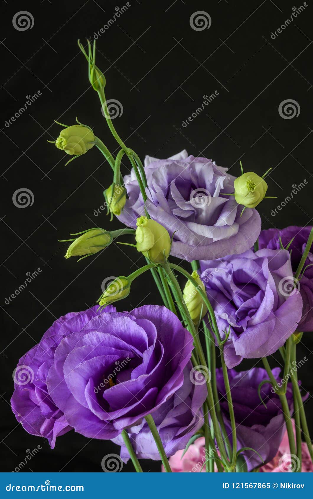 Flowers of a Blue Rose on a Black Background Stock Image - Image of ...