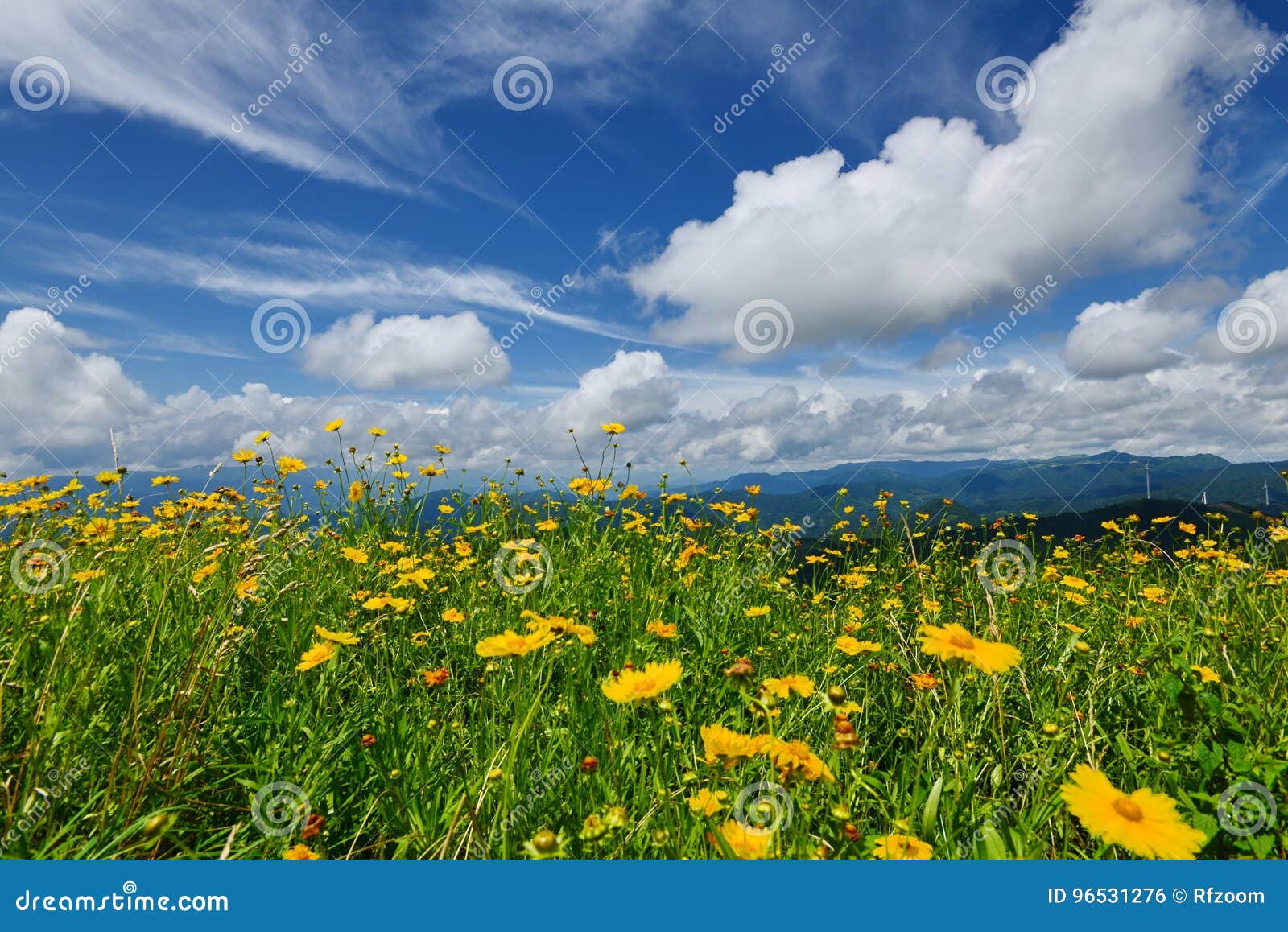 Flowers and blue sky stock photo. Image of blue, spring - 96531276