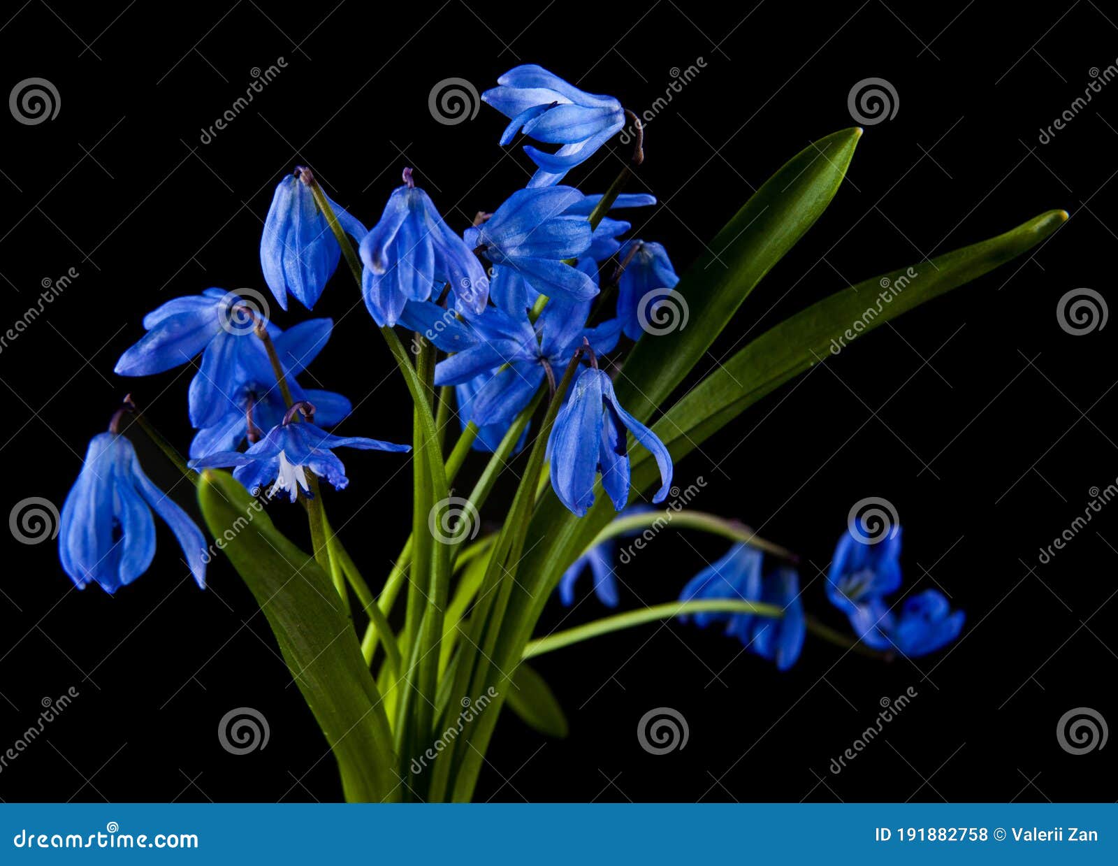 Flowers Blue Snowdrops Isolated on a Black Background Stock Photo ...