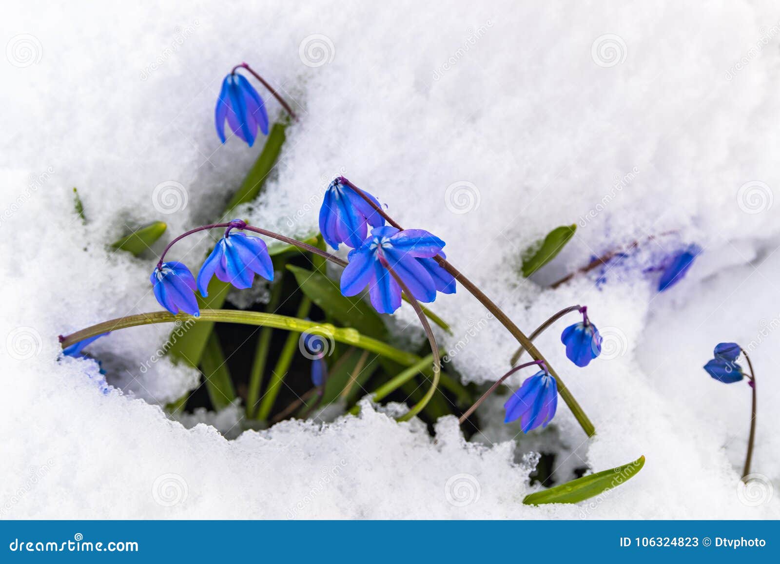 Flowers, Blue Snowdrops Under Snow Stock Image - Image of beauty, azure ...