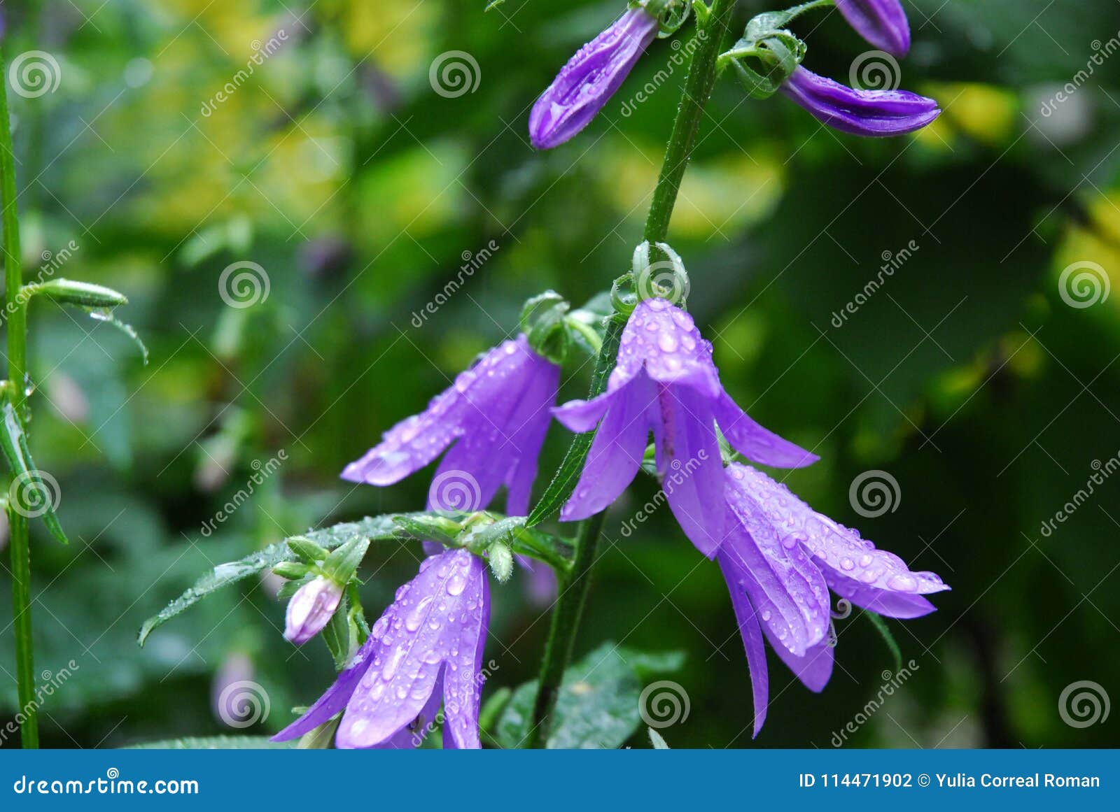 Flowers of Bluebell after the Rain Stock Photo - Image of naturaleza ...