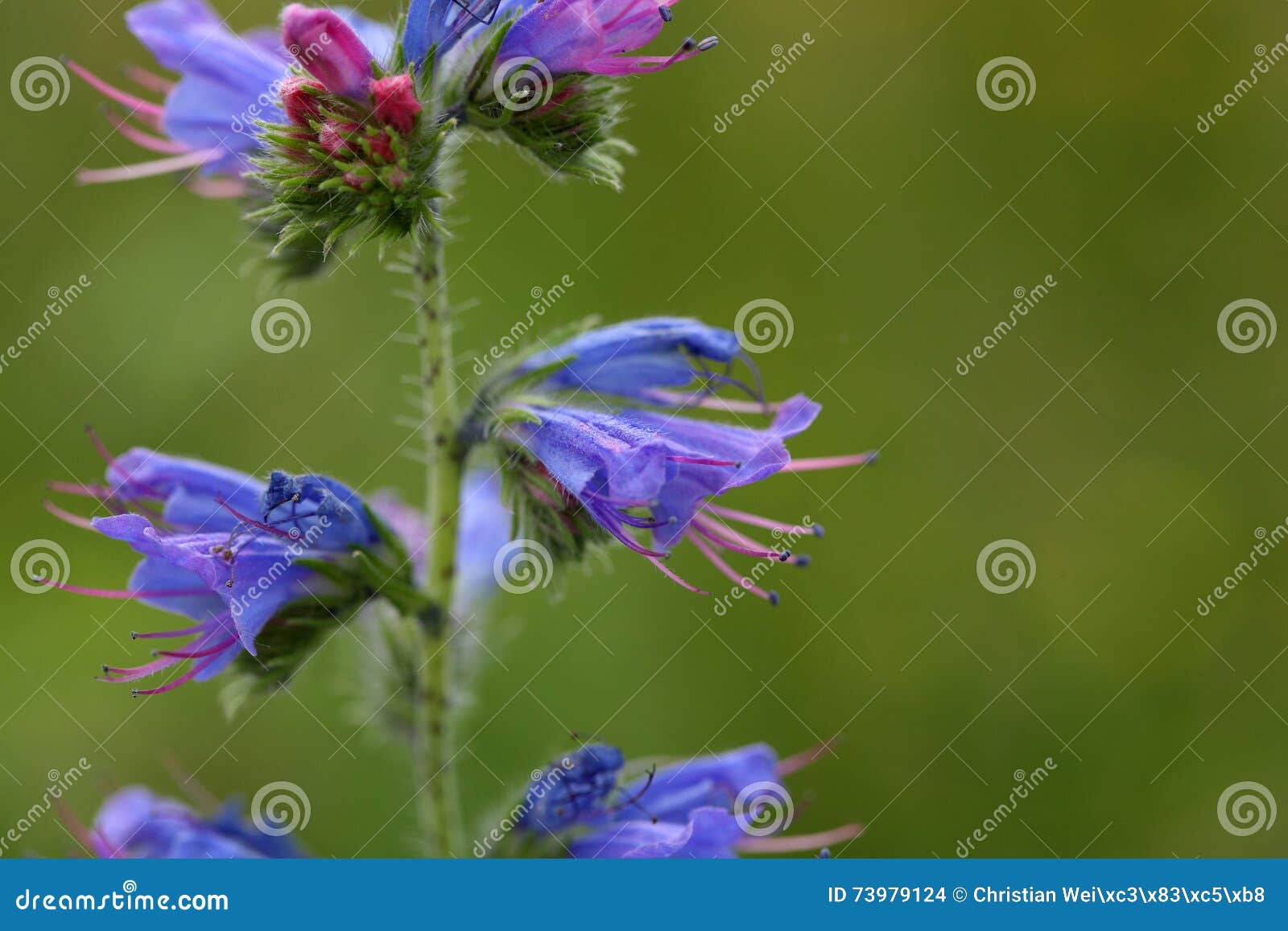 Flowers of a Blueweed or Viper Bugloss Stock Photo - Image of colored ...