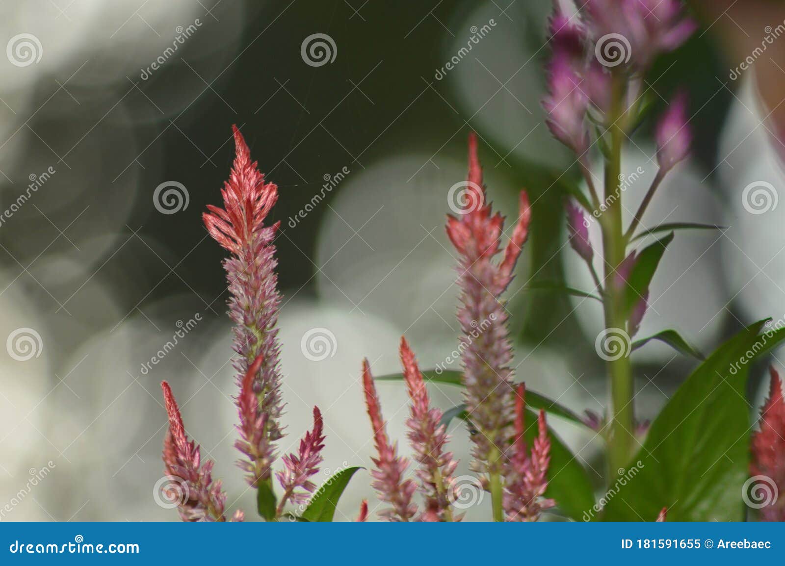 Bokae Effect Stock Photos - Free & Royalty-Free Stock Photos from ...