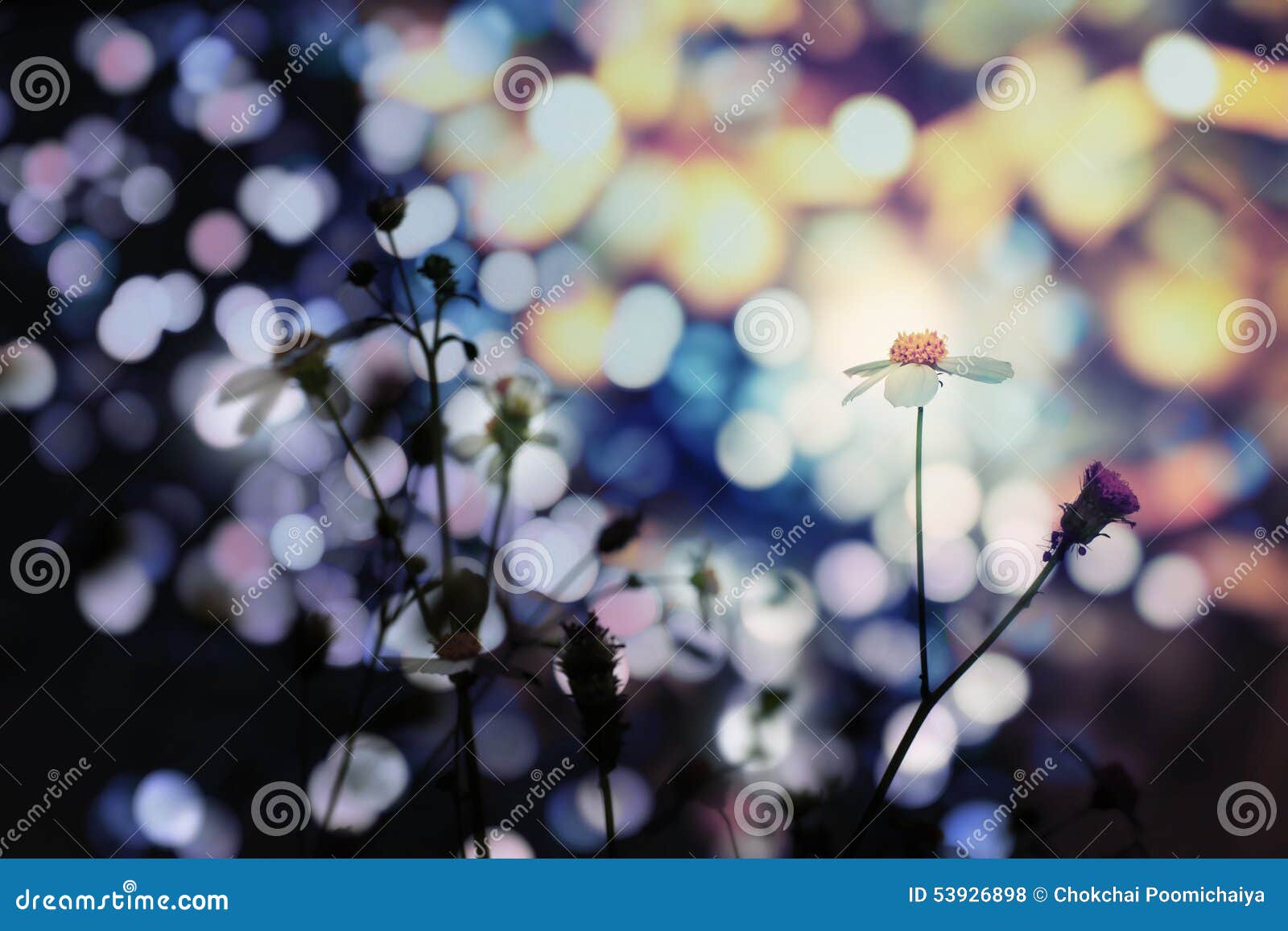 The flowers in Bokeh light stock photo. Image of design - 53926898