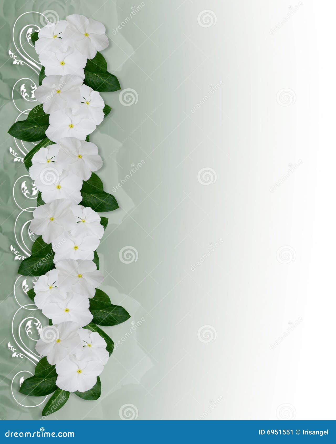 White Border Flowers