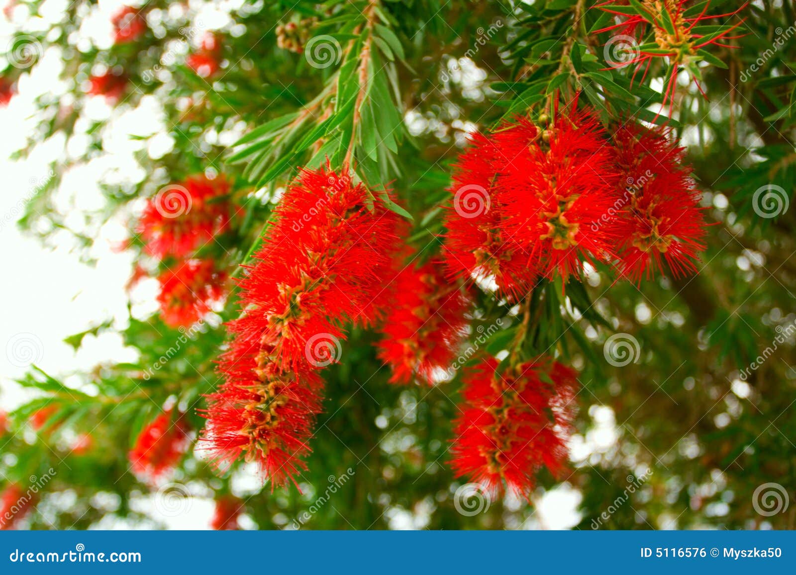 Callistemon Viminalis Weeping Bottlebrush Flowers Stock Image ...