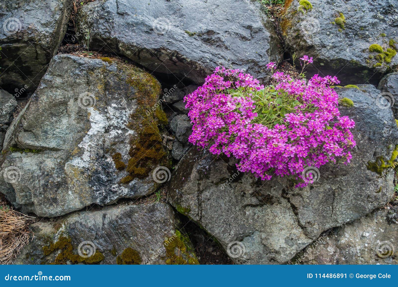 Flowers and Boulders stock image. Image of boulders - 114486891