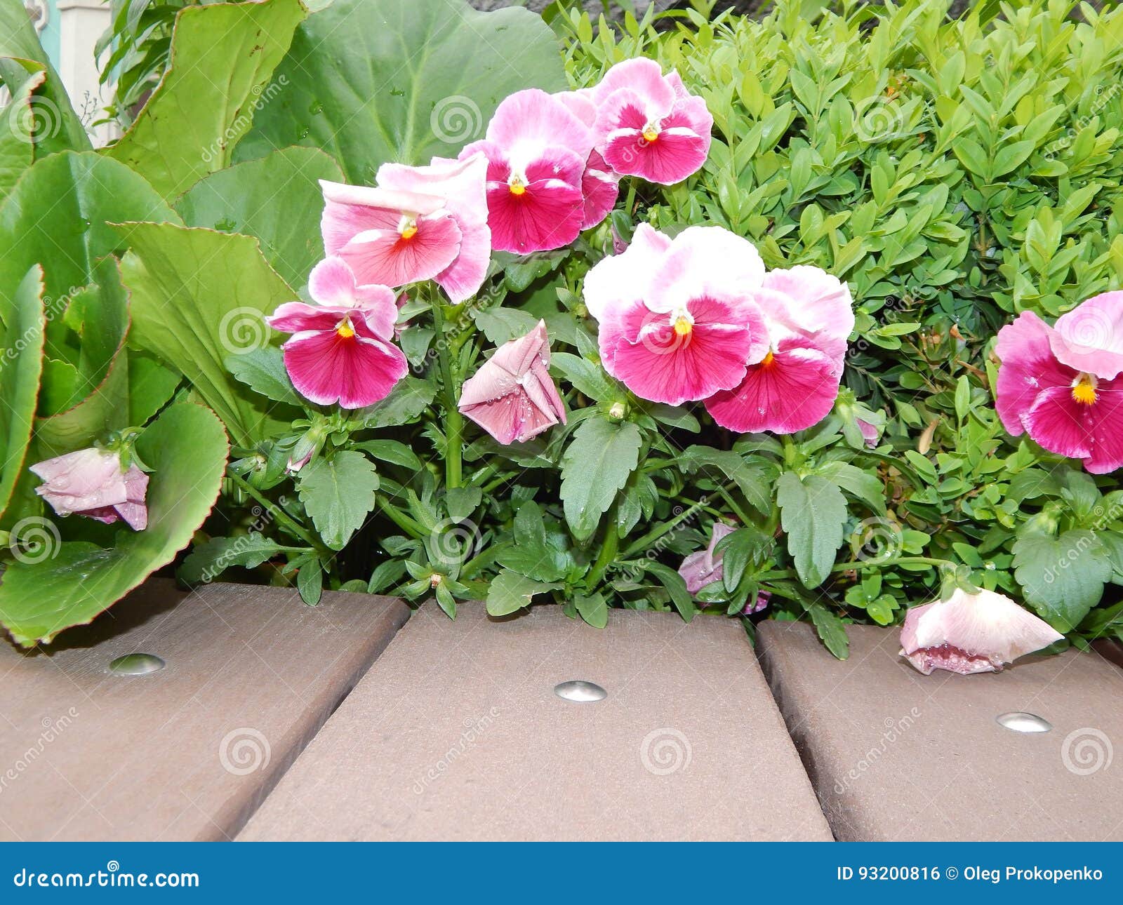 Flowers on Bouquet and Landscape Design Stock Photo - Image of bouquet ...