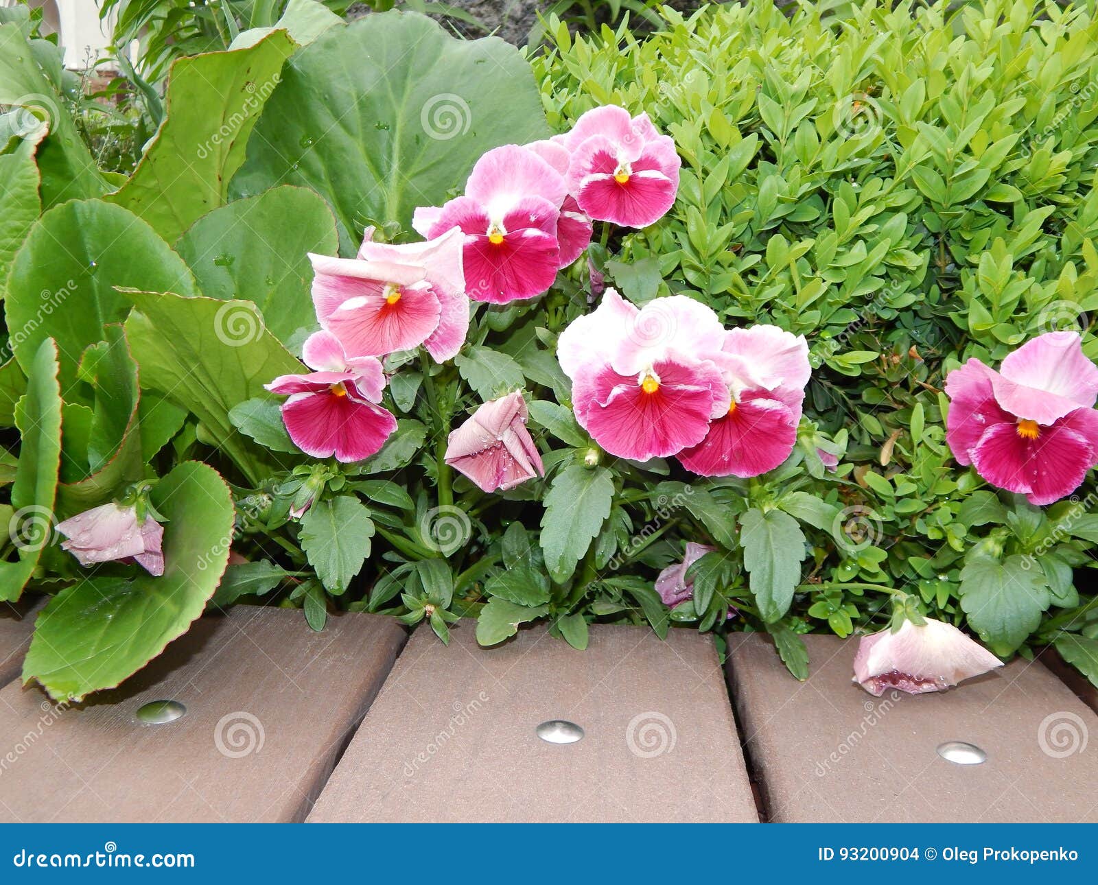 Flowers on Bouquet and Landscape Design Stock Photo - Image of plant ...