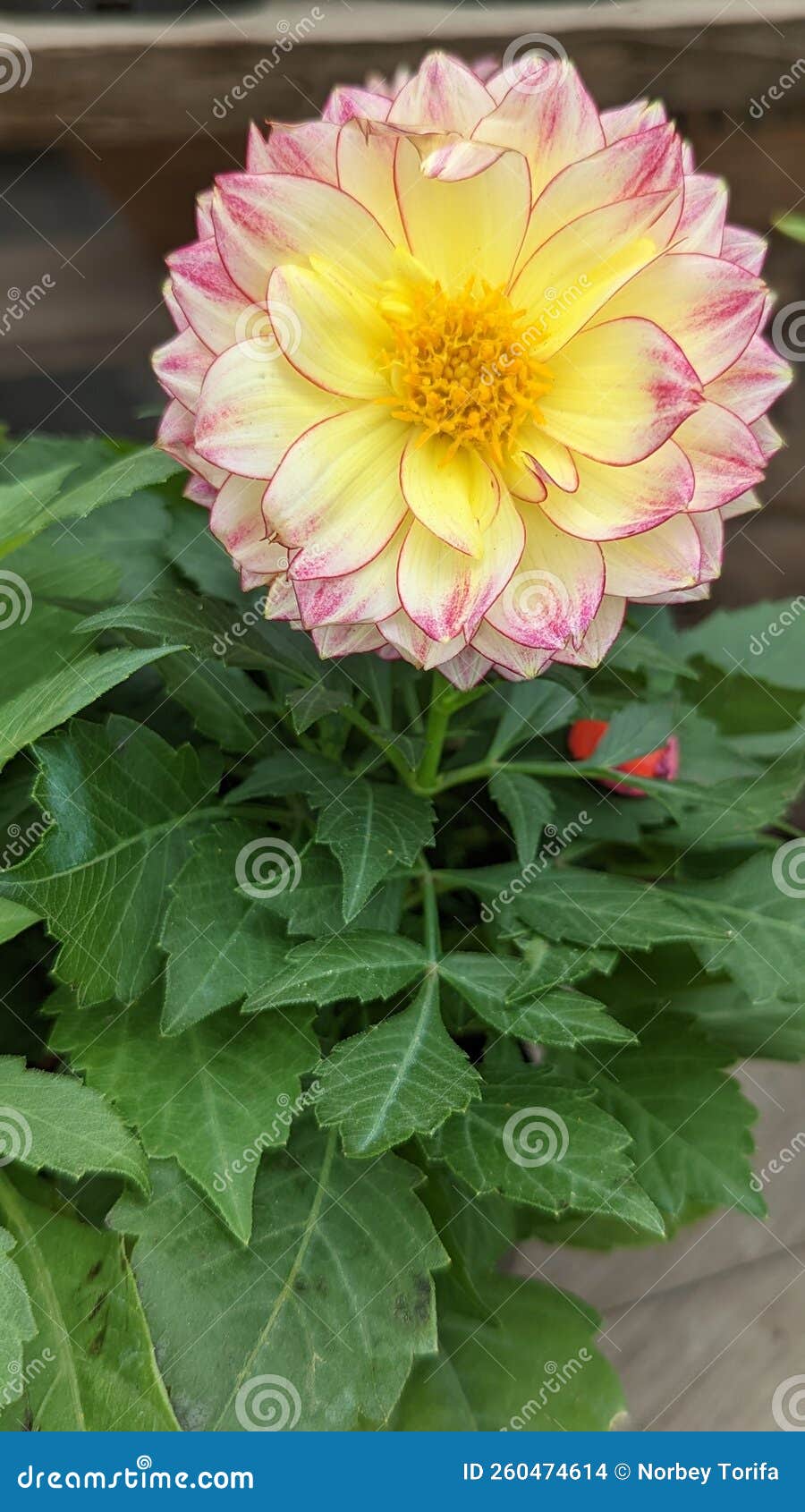 Flowers from Boyaca Colombia Stock Photo - Image of garden, pink: 260474614