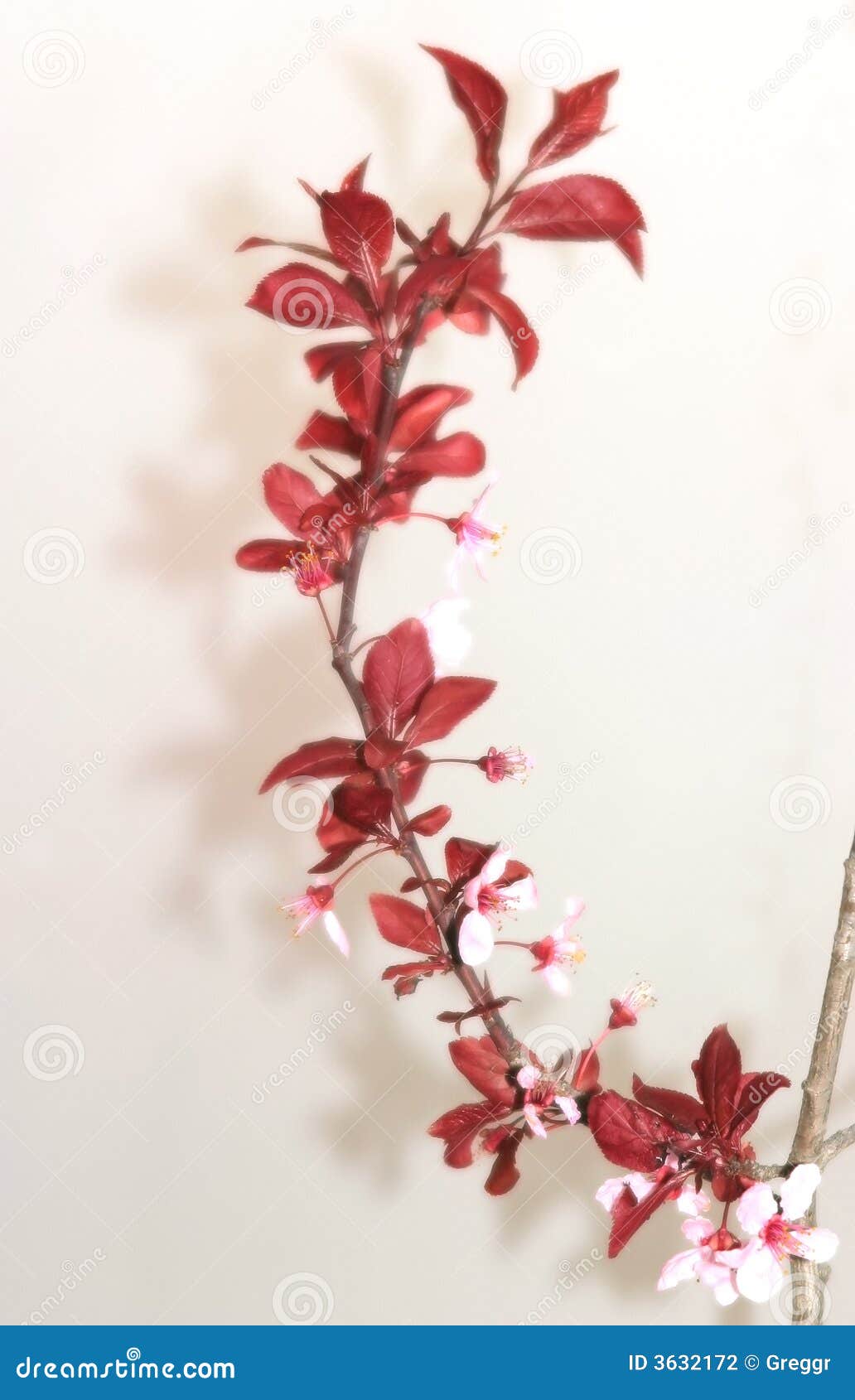 Flowers on branch stock photo. Image of branch, flowers - 3632172