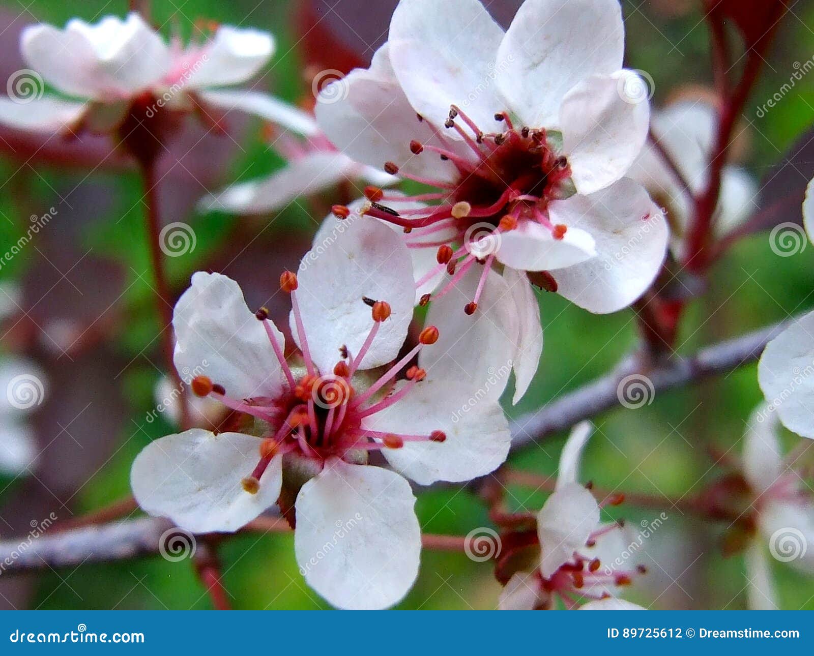 Flowers on a Branch stock photo. Image of flowers, tree - 89725612