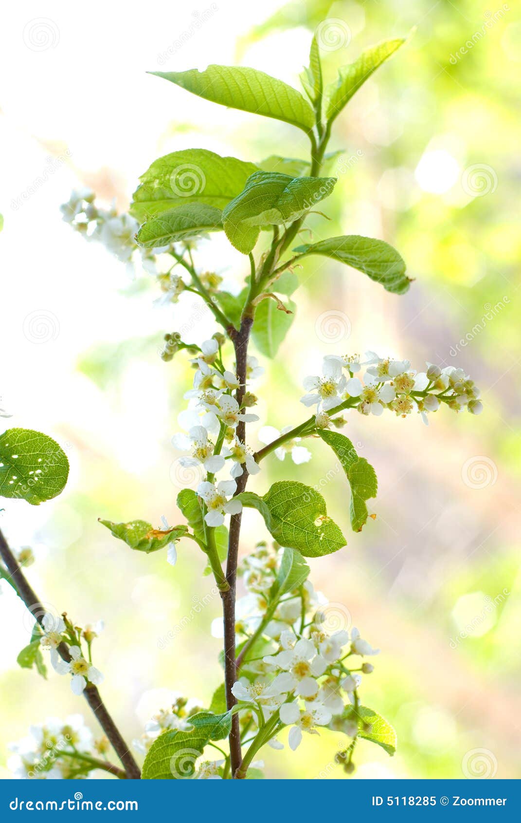 Flowers on branch of tree stock image. Image of culture - 5118285