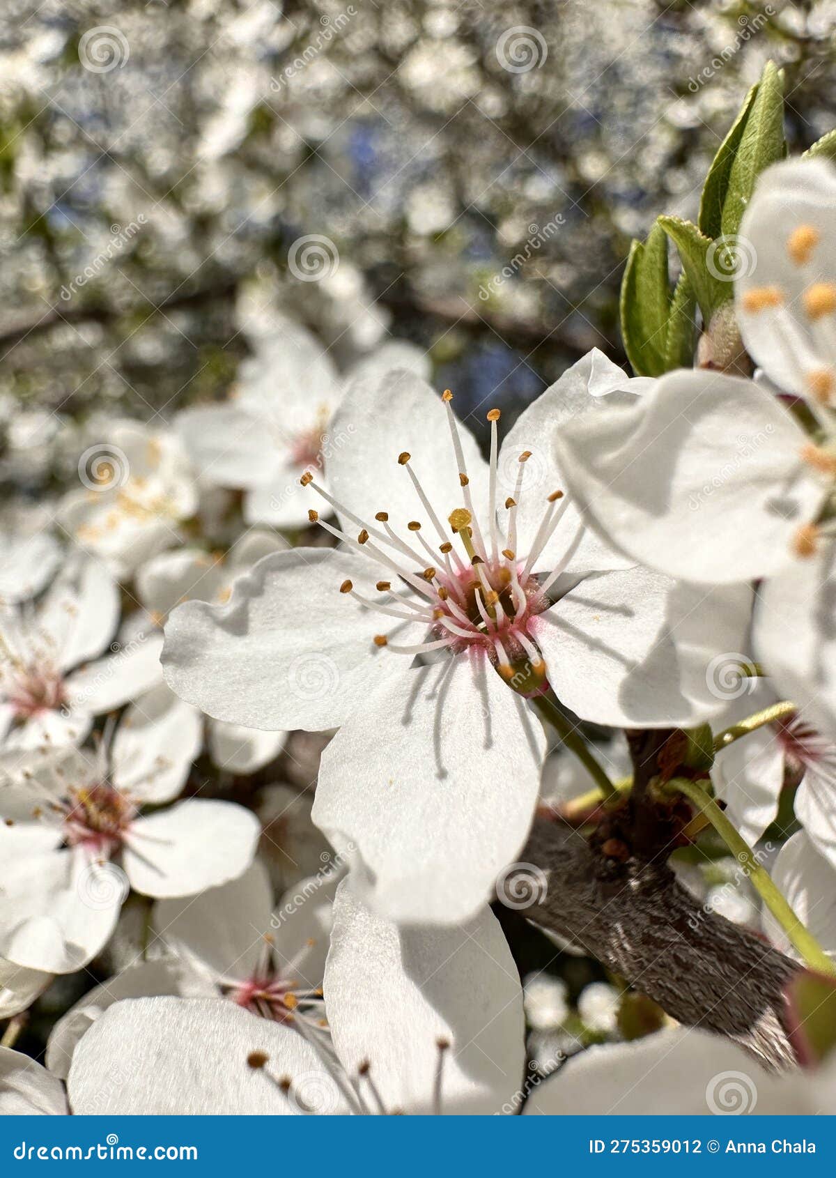 Flowers on a branch stock photo. Image of fruit, nature - 275359012
