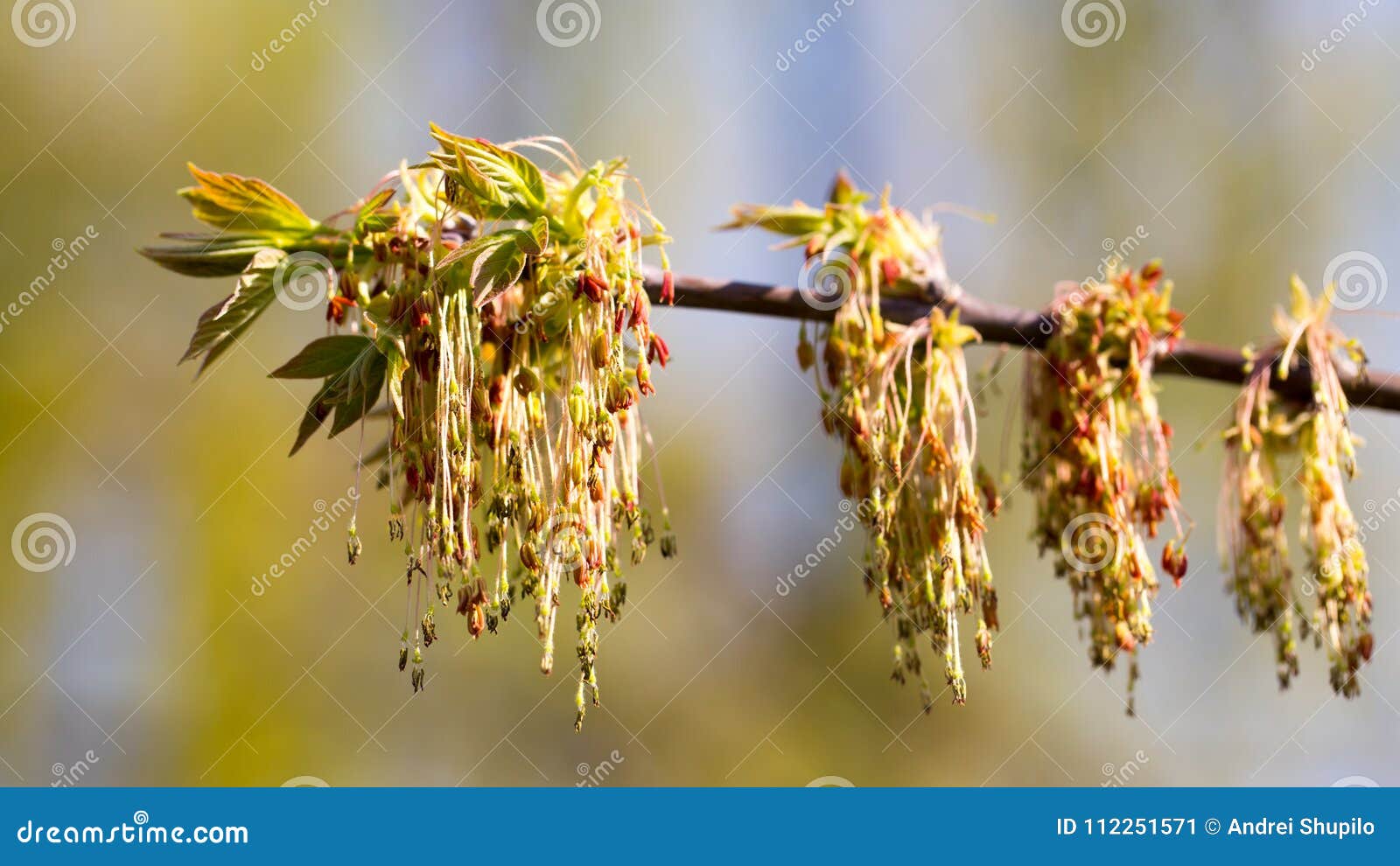 Flowers on the Branches of Maple in Spring Stock Image - Image of light ...